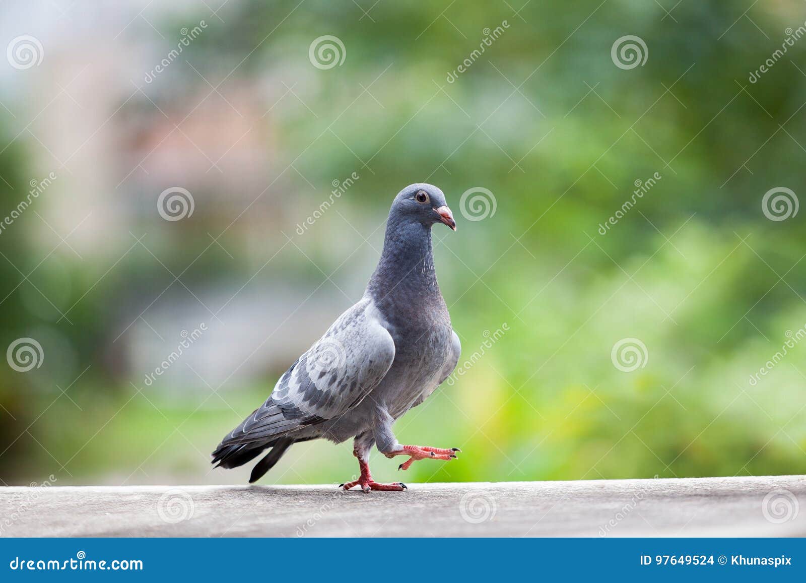 Young Homing Pigeon Bird Walking on Home Loft Stock Photo - Image of ...