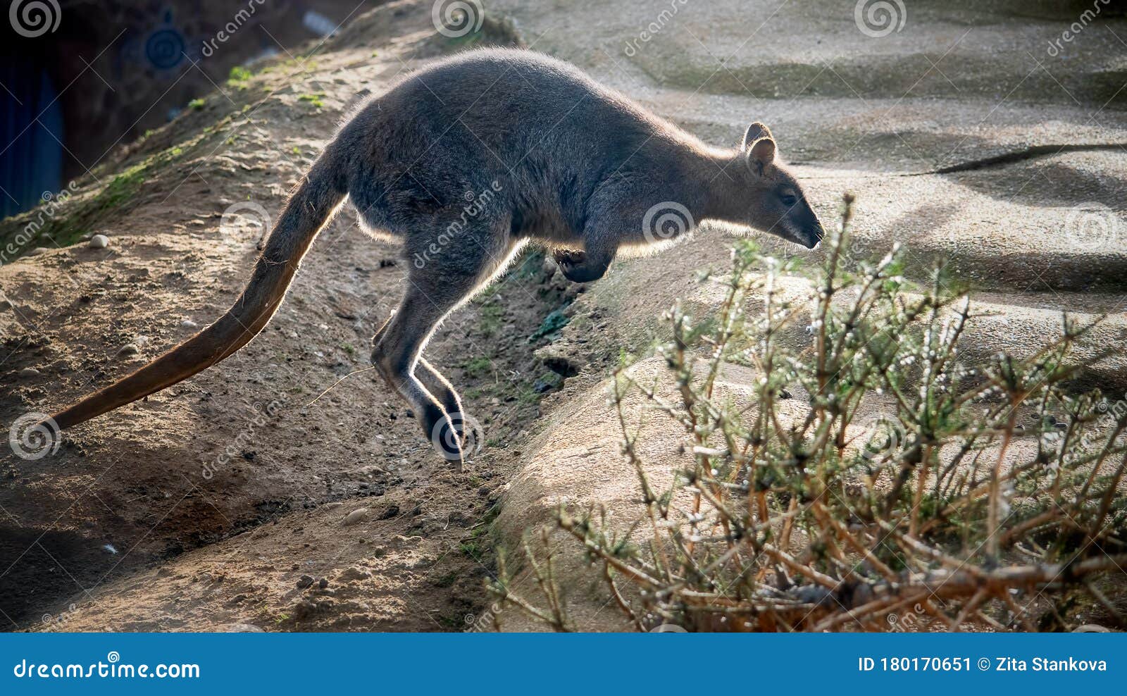 Young Hopping Australian Wallaby in the Zoo Stock Image - Image of ...