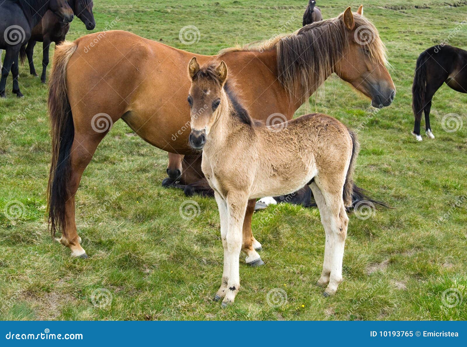 Young horse colt stock image. Image of exhibition, fast - 10193765