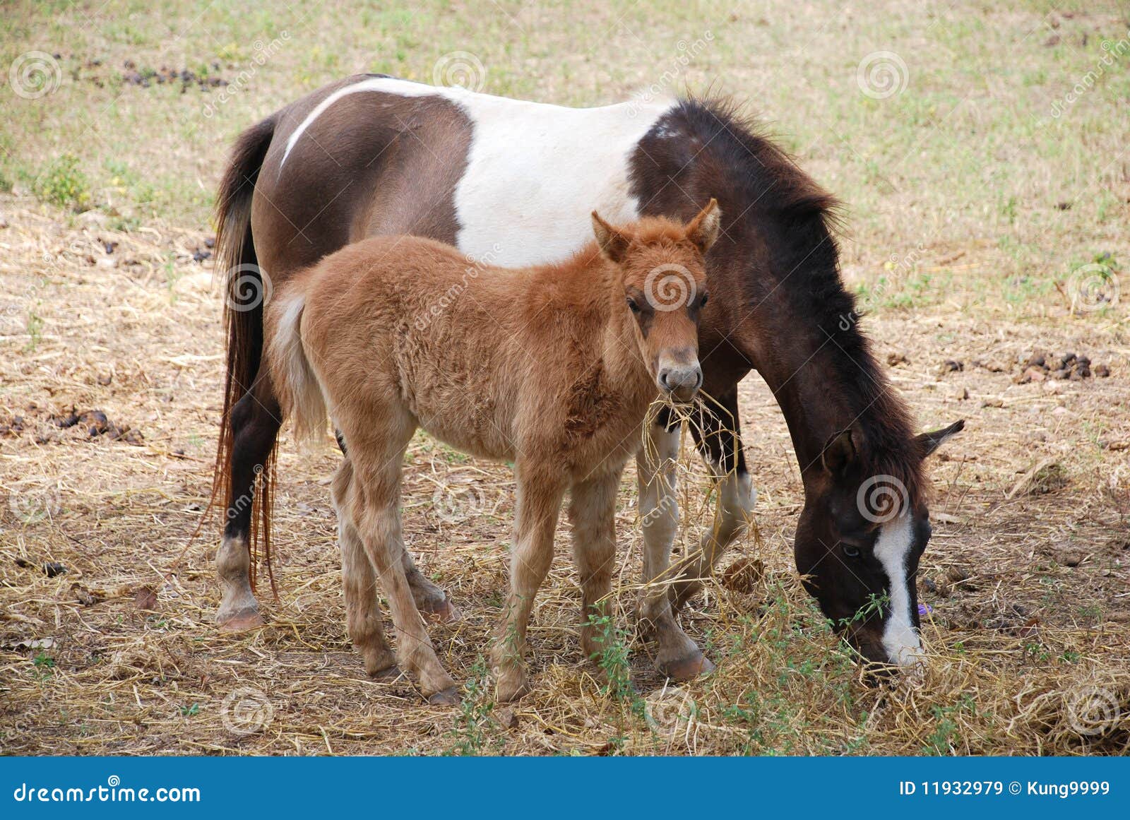 Young Horse Colt stock image. Image of colt, proud, mammal - 11932979