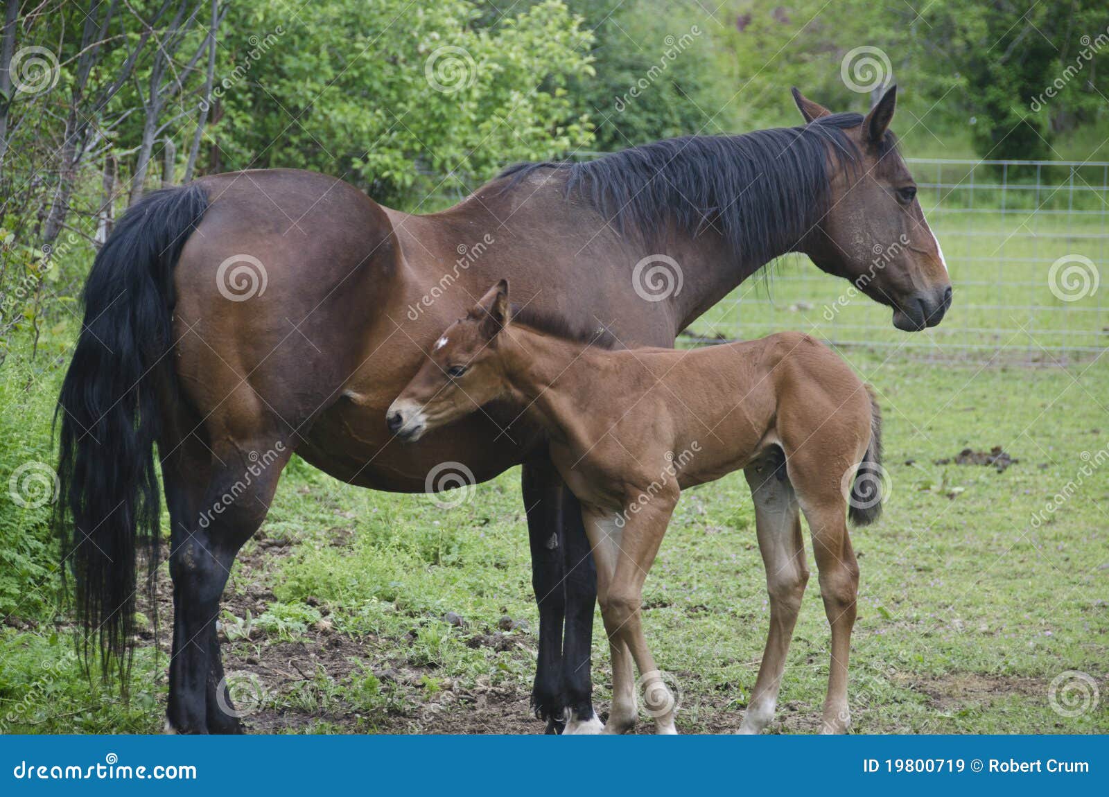 Young horse and mare stock image. Image of equine, milk - 19800719