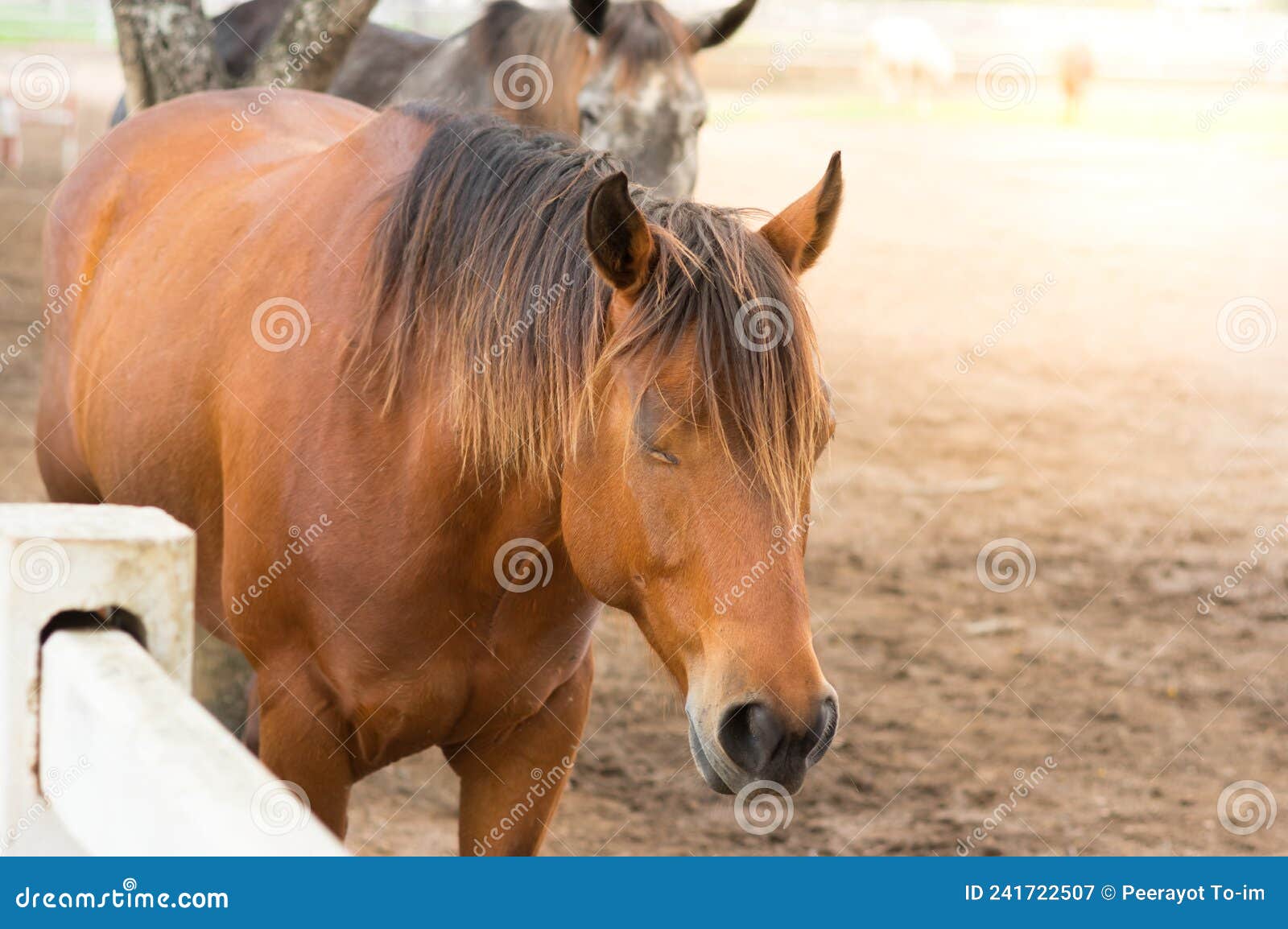 Young Horse Stand in Stable Stock Image - Image of head, horse: 241722507