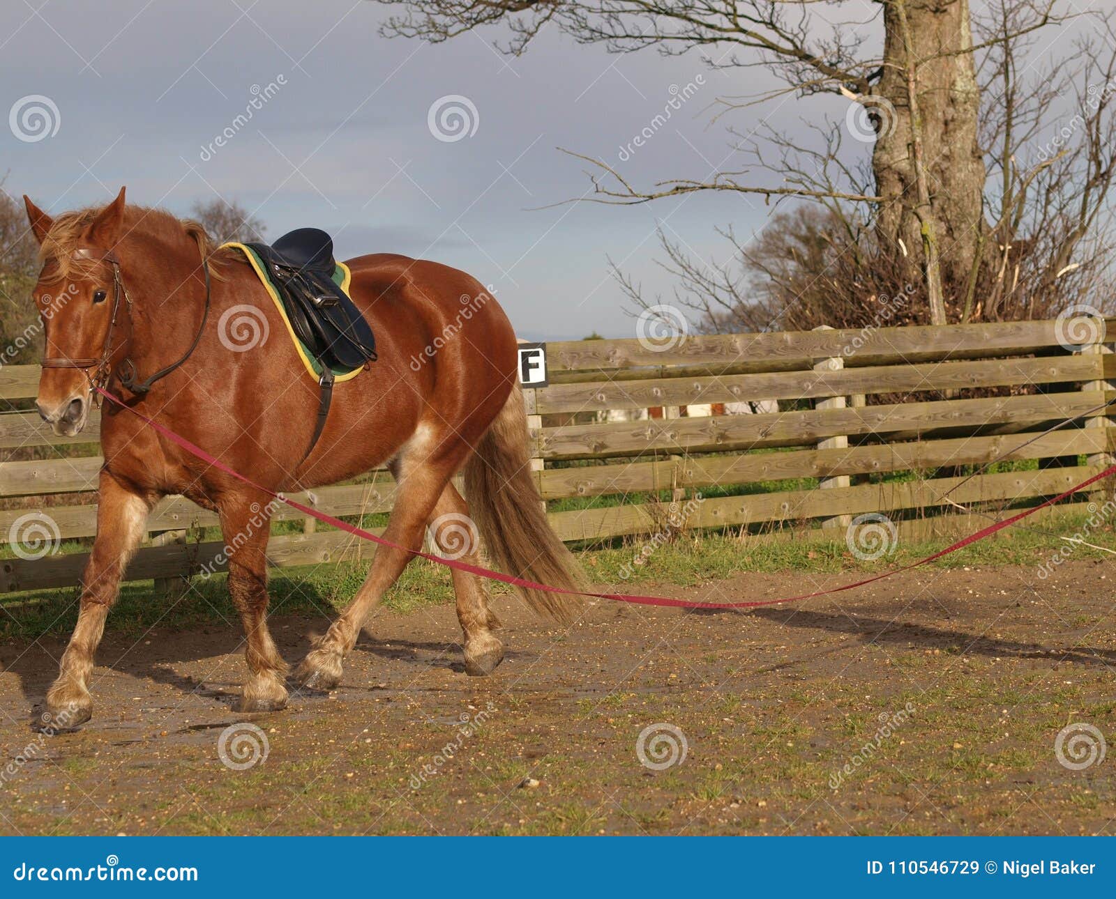 Horse in Training stock image. Image of backing, breaking - 110546729