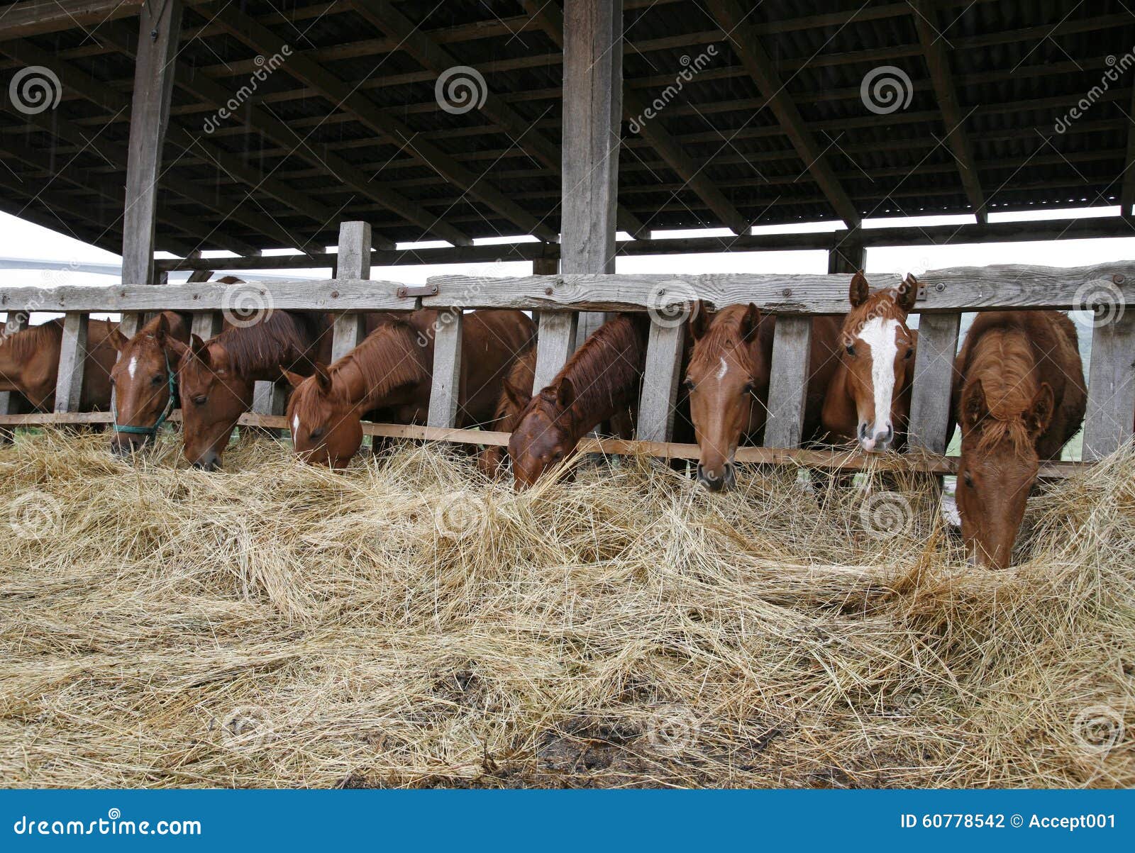 Young Horses Eating Hay in Stable Stock Photo - Image of foal, horse ...
