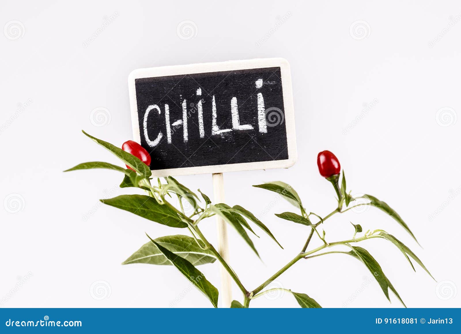 Young Hot Pepper or Chilli with Sign and Text CHILLI Stock Image ...