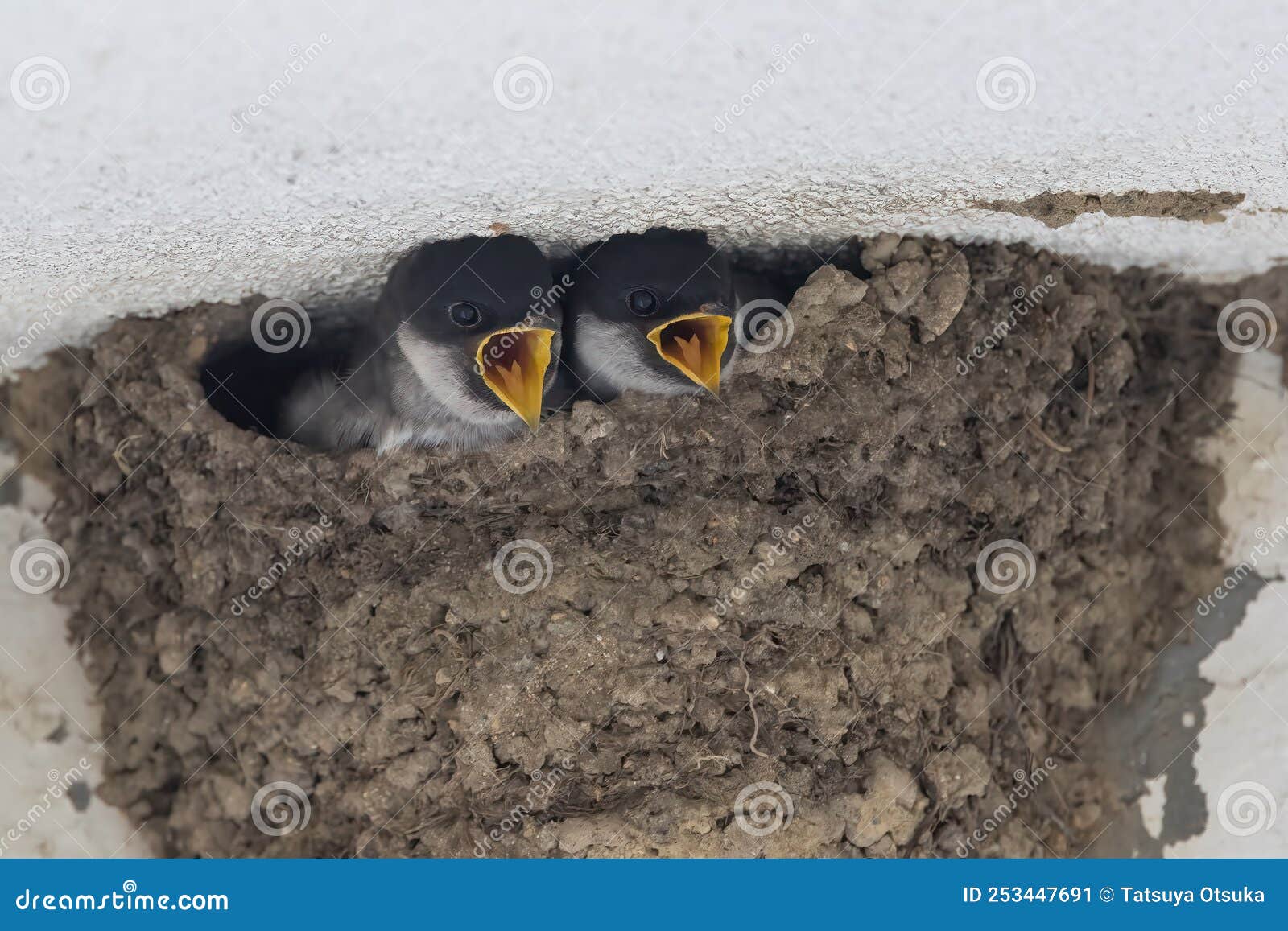 Young House Martins in Its Nest. Stock Image - Image of house, martin ...