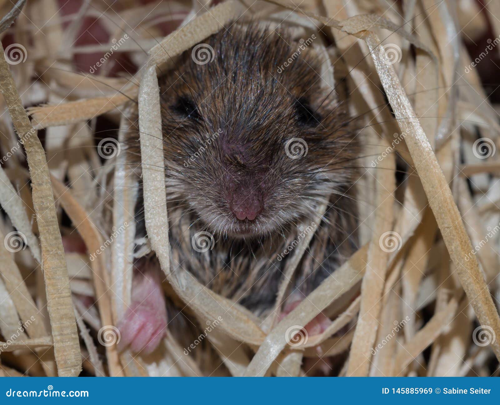 House Mouse Hides in Wood Wool Stock Image - Image of focus, nose ...