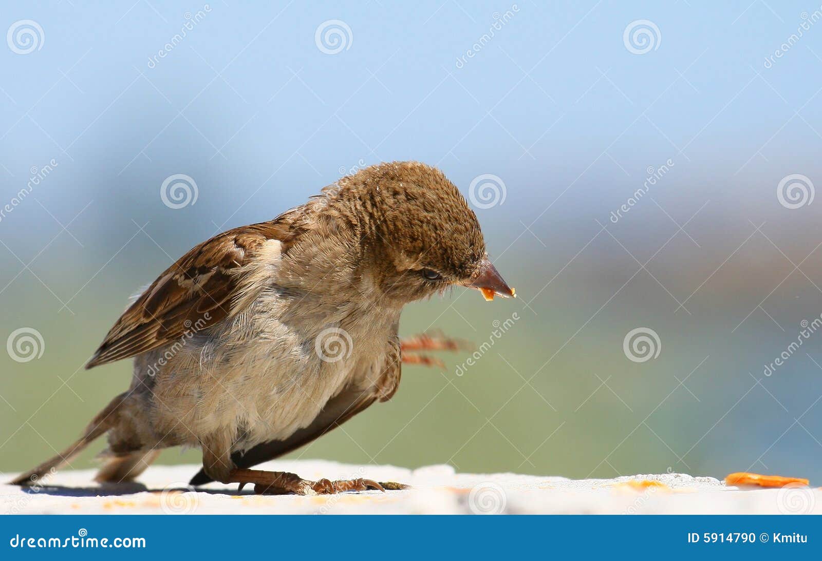 Young House Sparrow eating stock photo. Image of gray - 5914790