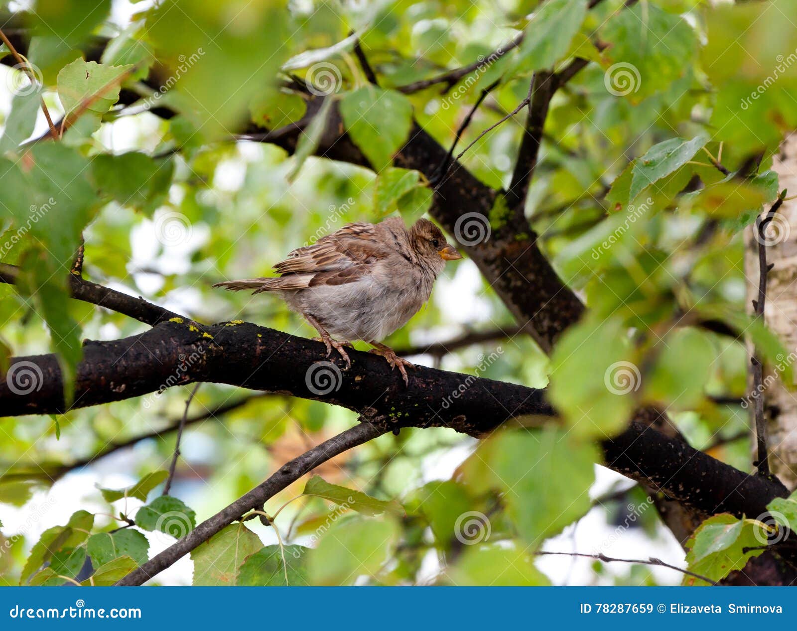 Young House Sparrow Passer Domesticus Perched on a Tree Branch after ...