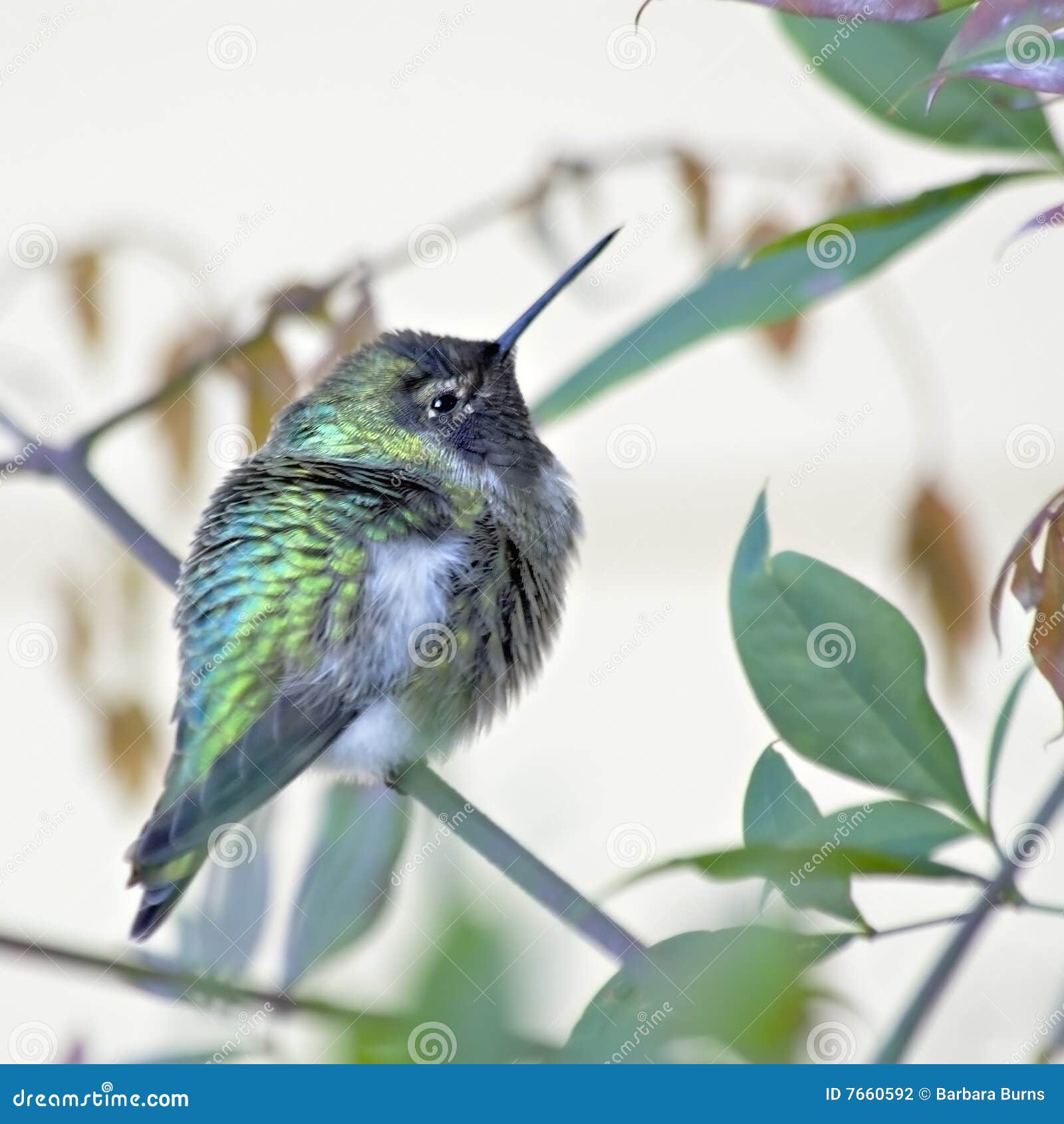 Young Hummingbird stock photo. Image of bush, bird, young - 7660592