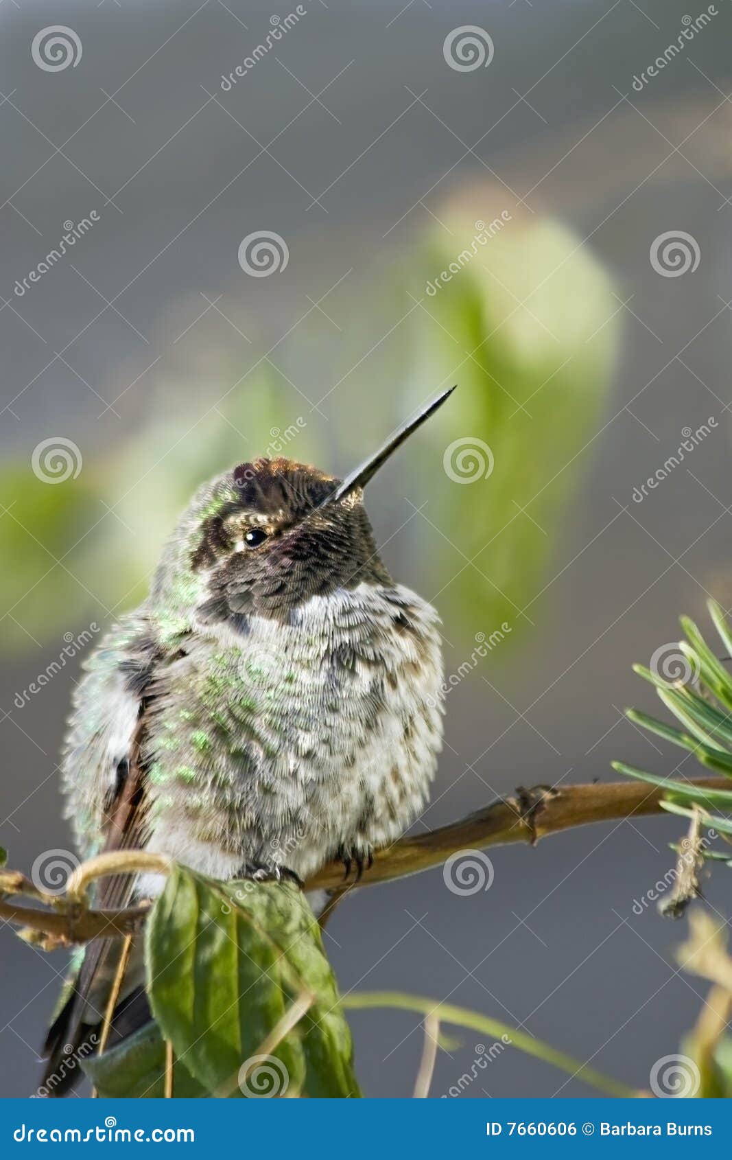 Young Hummingbird stock photo. Image of delicate, feathers - 7660606