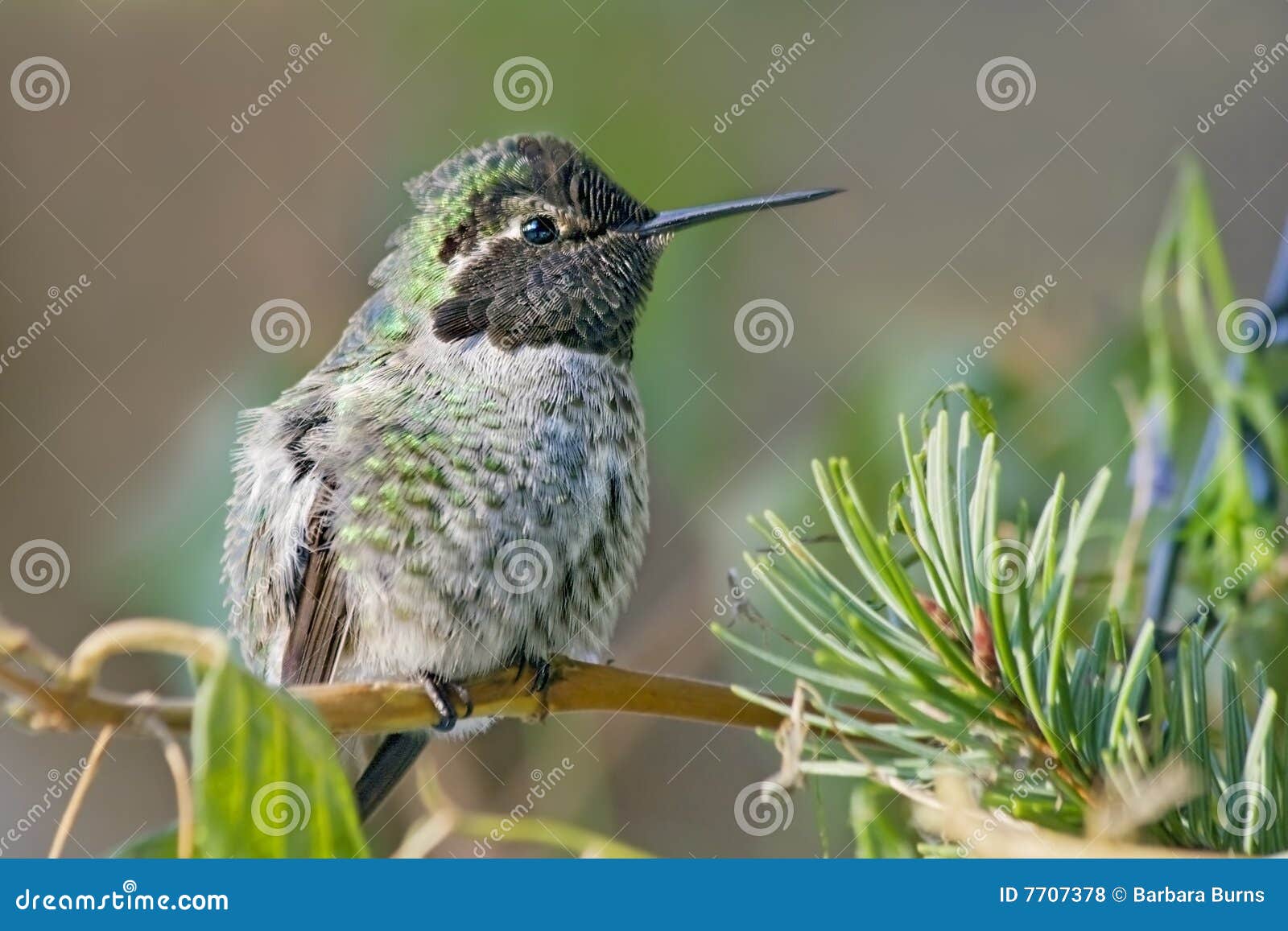 Young Hummingbird stock photo. Image of aggressive, fast - 7707378