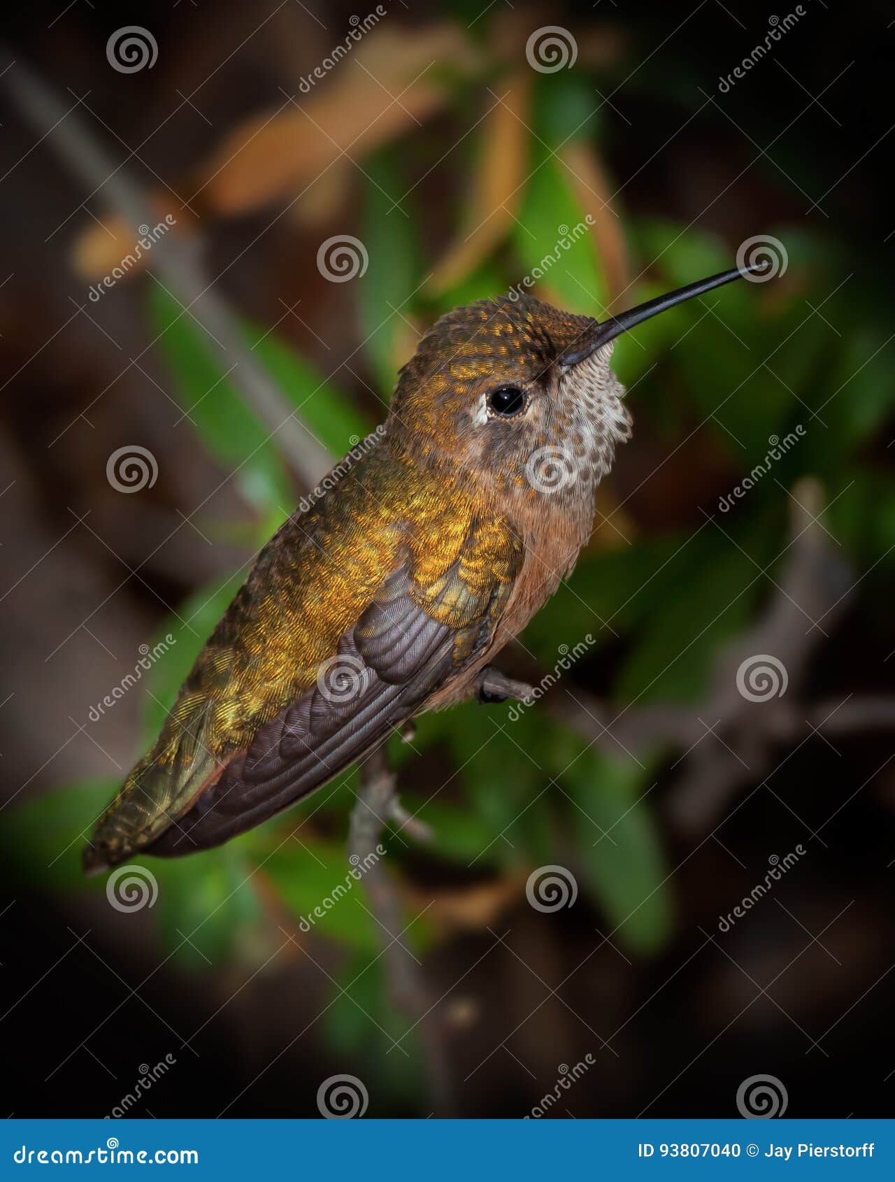 Young Hummingbird stock photo. Image of hummingbird, young - 93807040