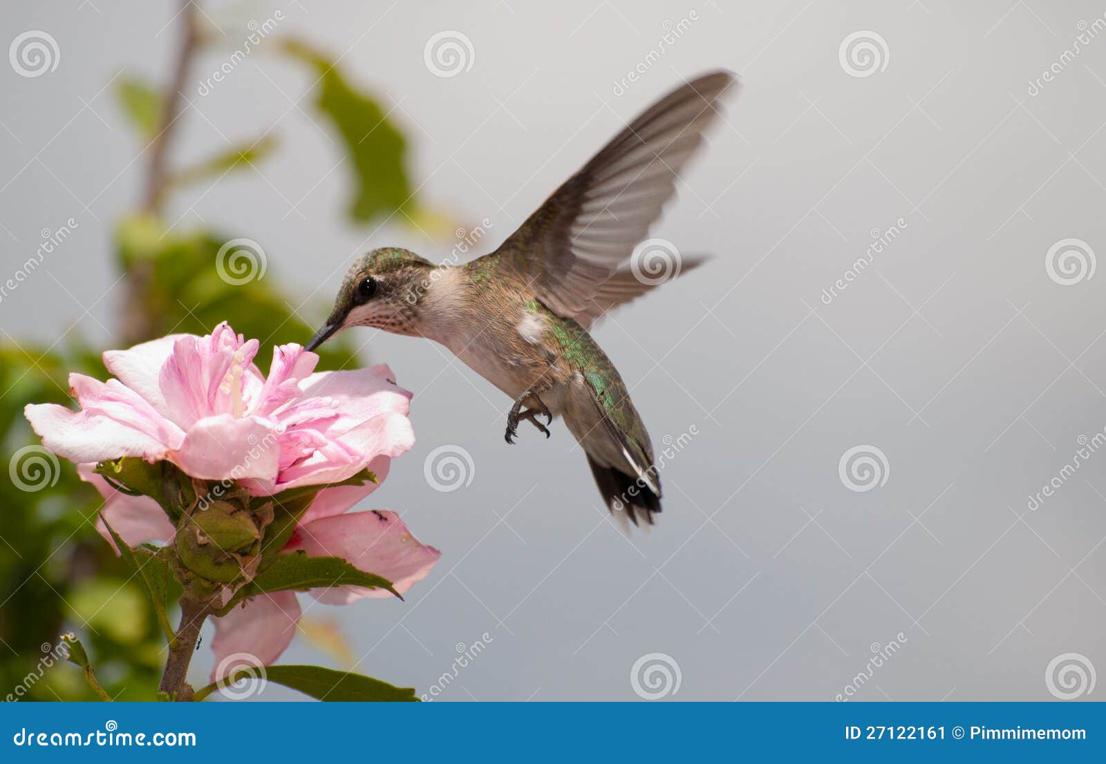 Young Hummingbird feeding stock image. Image of male - 27122161