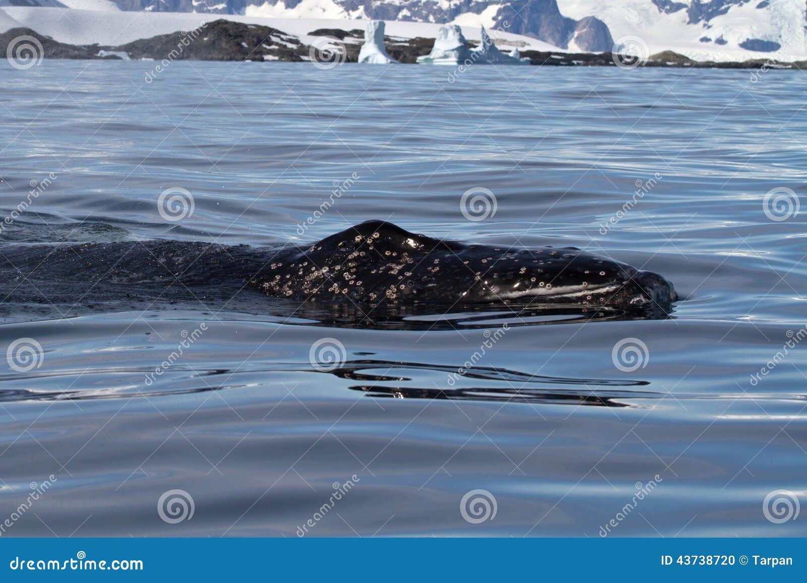 Young Humpback Whale Floating in the Waters of the Antarctic Sum Stock ...