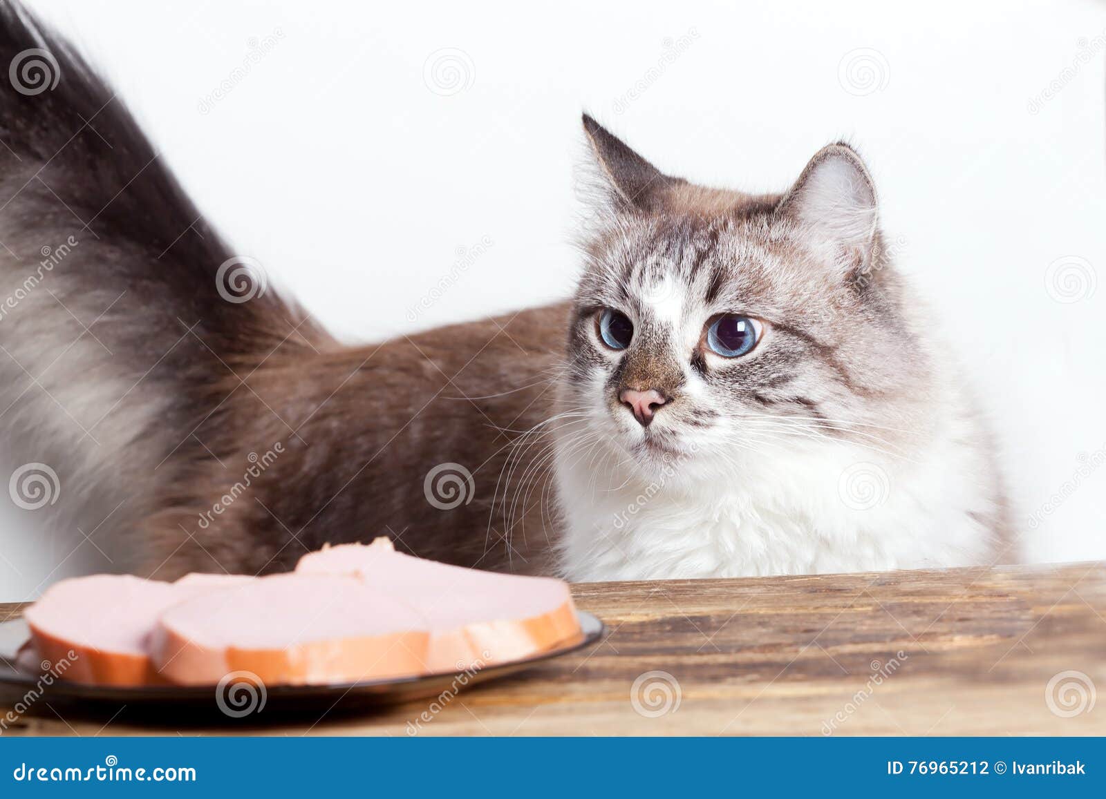 Young hungry cat stock photo. Image of humor, funny, animal - 76965212