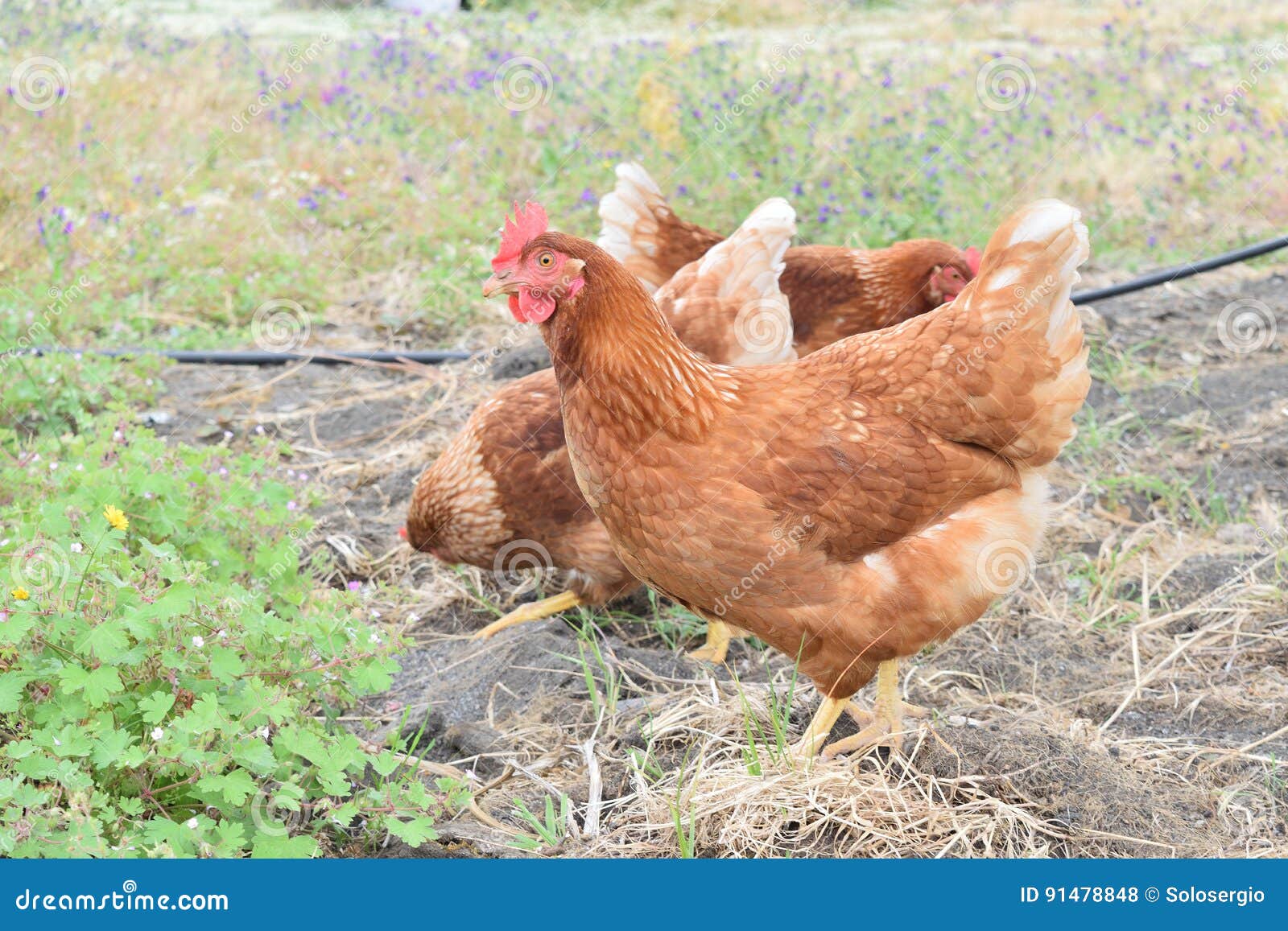 Young hunting chickens stock photo. Image of bird, beautiful - 91478848