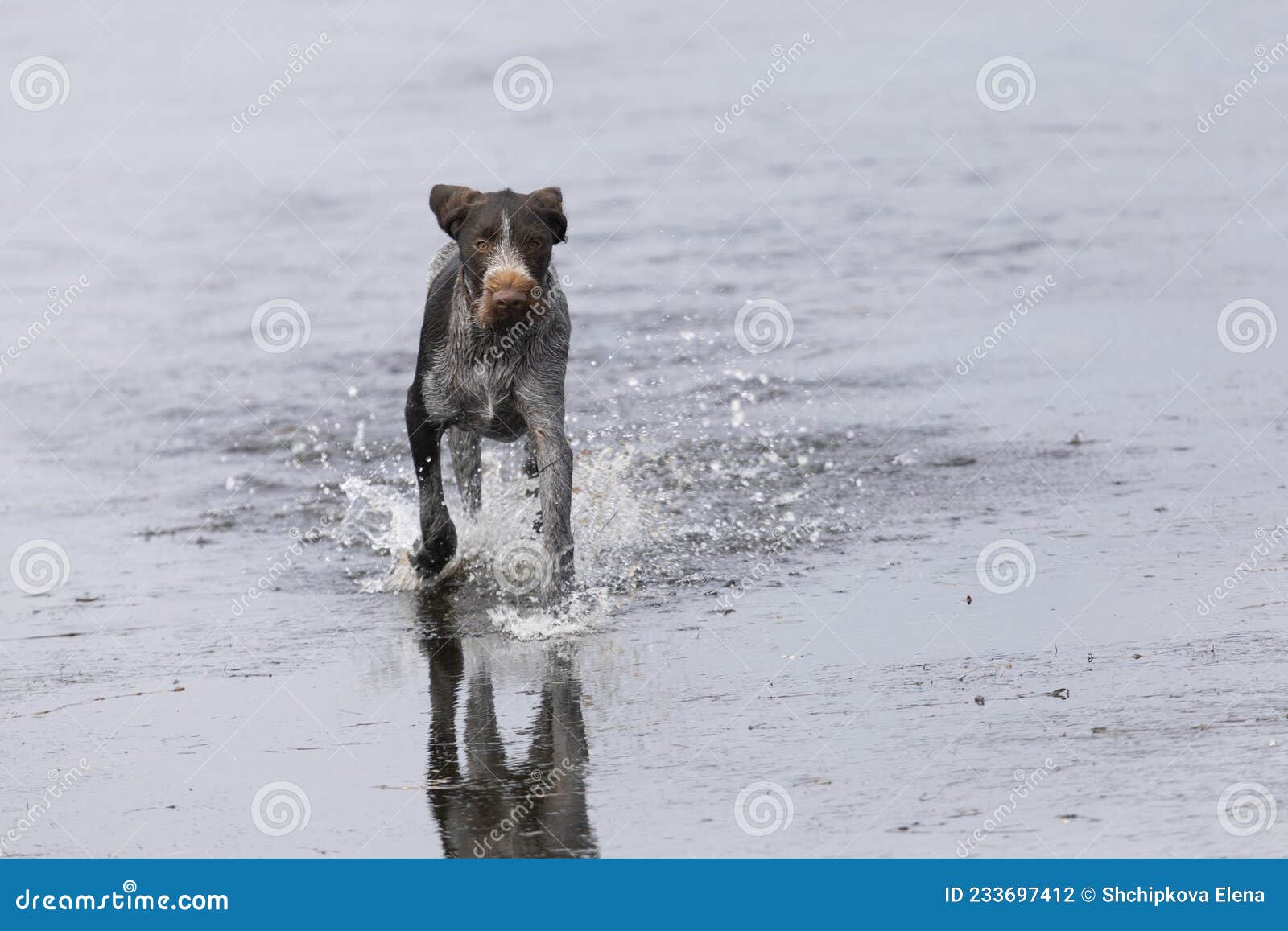 Young Hunting Dog Running on Water Stock Photo - Image of cute ...