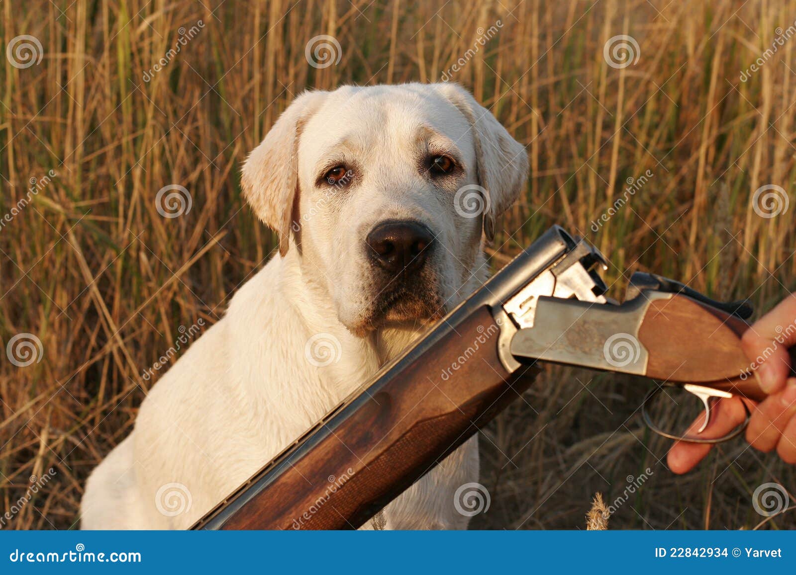 A Young Hunting Yellow Labrador Stock Photo - Image of golden, labrador ...