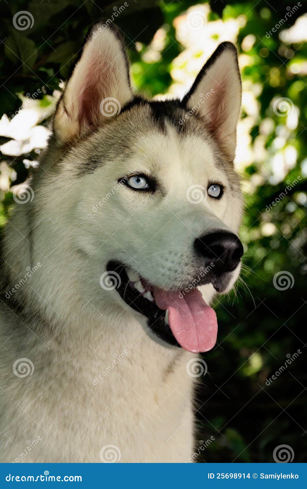 Young husky stock photo. Image of fauna, nature, animal - 25698914