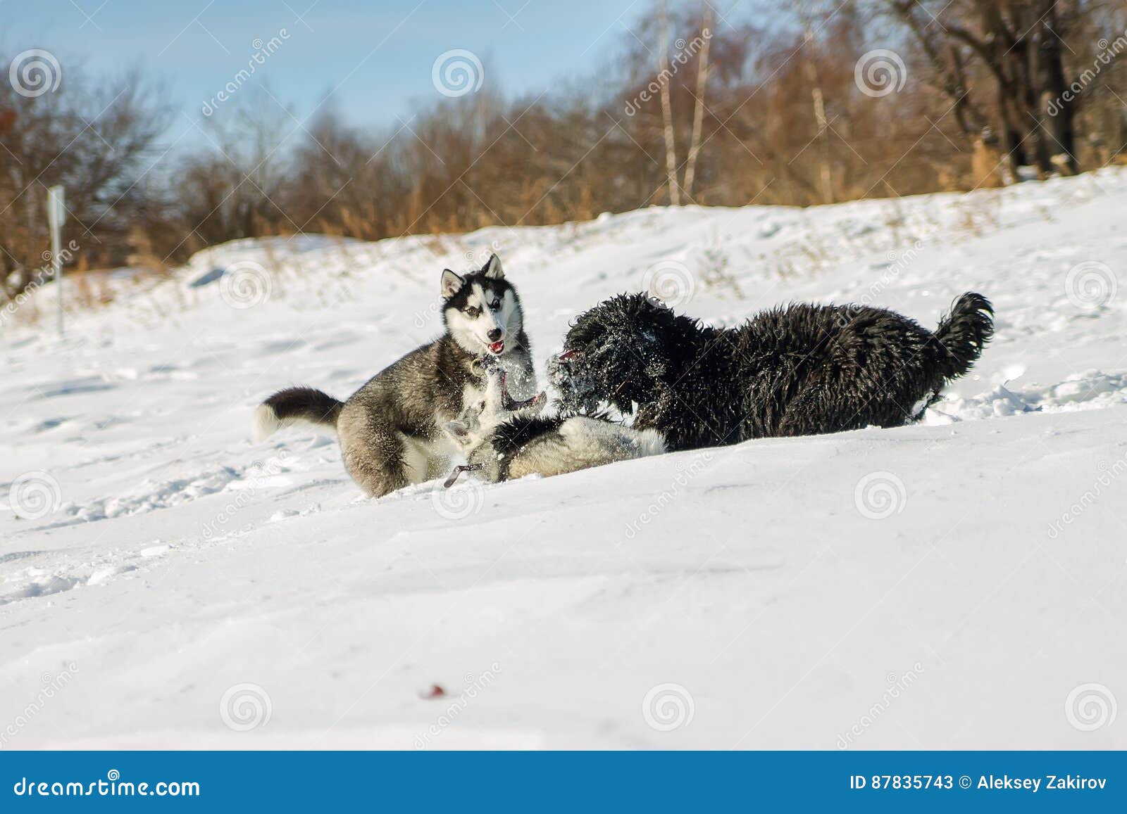 Young Husky and Black Russian Terrier Play Fighting in Snow Stock Image ...