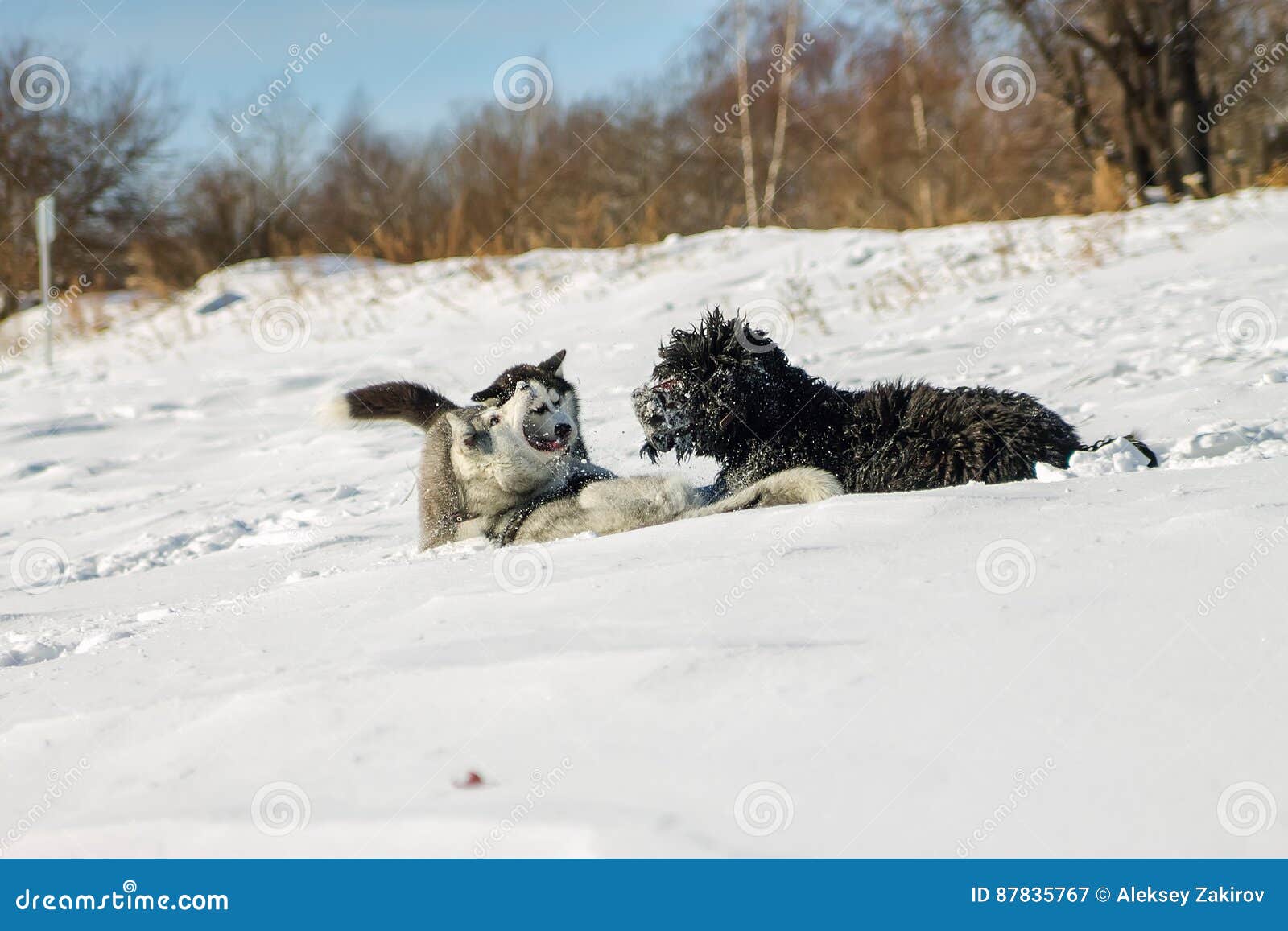 Young Husky and Black Russian Terrier Play Fighting in Snow Stock Image ...