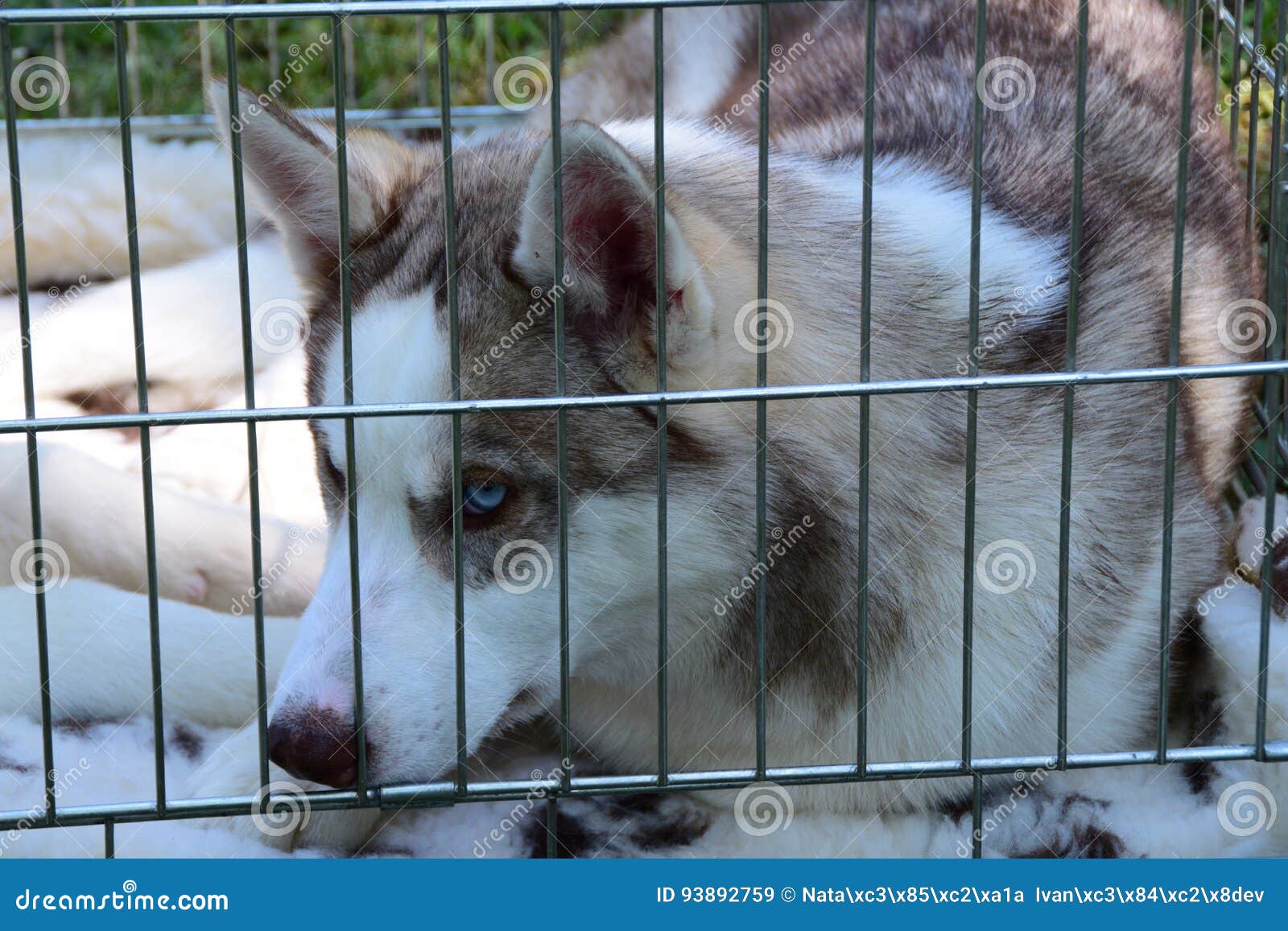 Young husky dog in a cage stock image. Image of mammal - 93892759