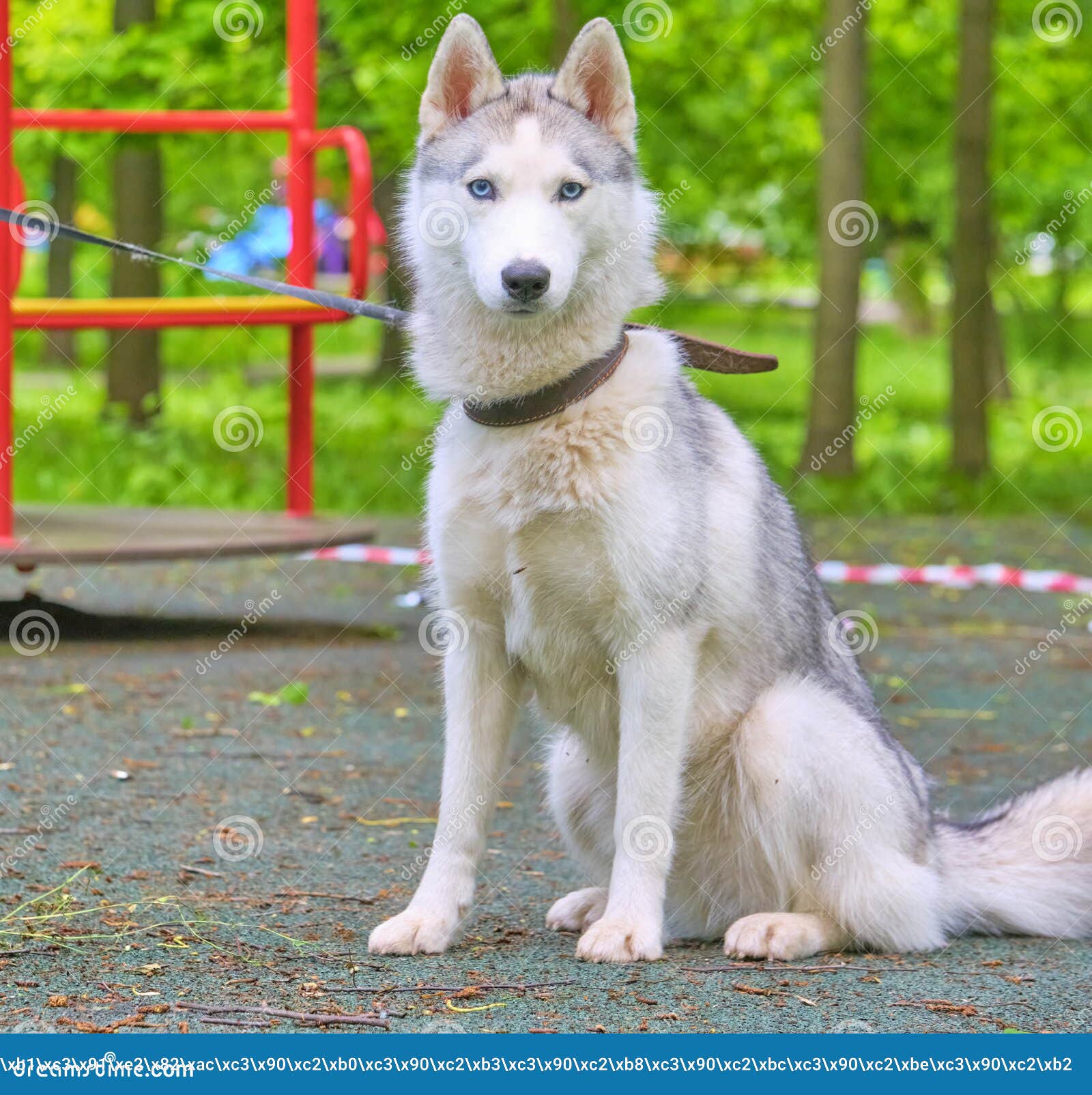 Young Husky Dog General Plan Stock Photo - Image of adorable, breed ...