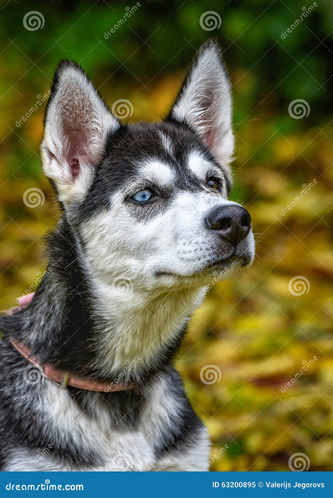 Young husky dog head stock image. Image of siberian, colour - 63200895