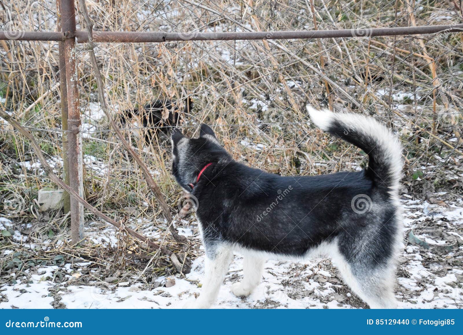 Young Husky Dog Standing by a Fence from the Grid Stock Photo - Image ...