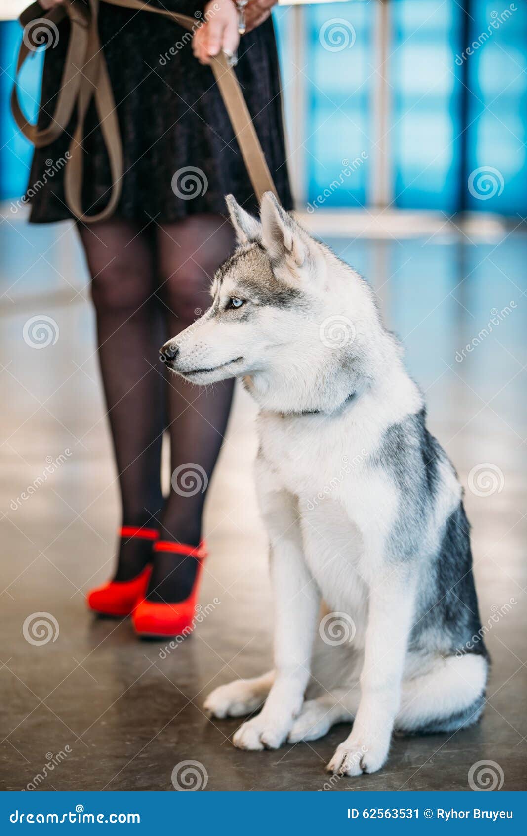 Young Husky Eskimo Dog Feet Mistress Photos - Free & Royalty-Free Stock ...