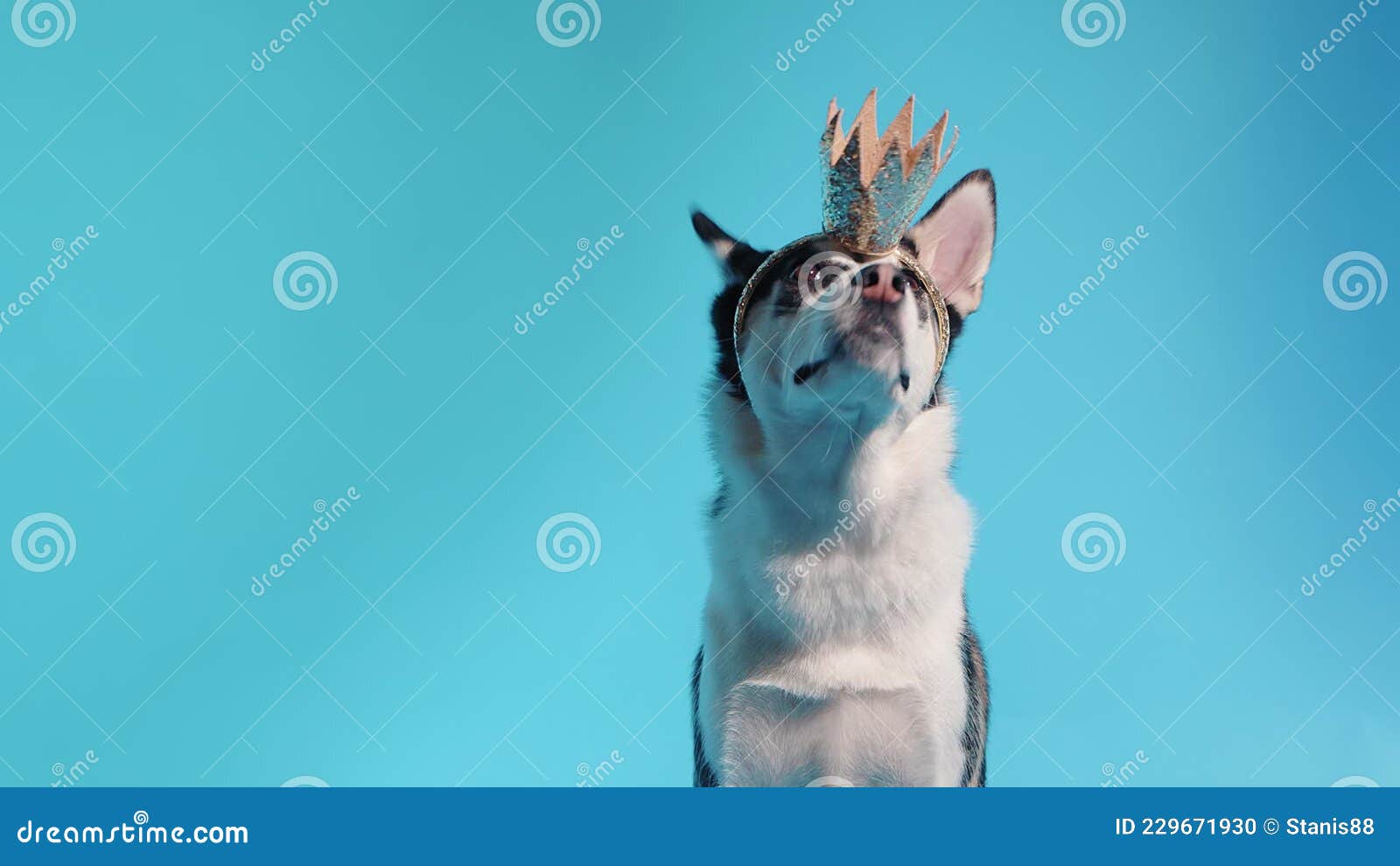 A Young Husky Poses with a Crown on His Head in the Studio on a Blue ...