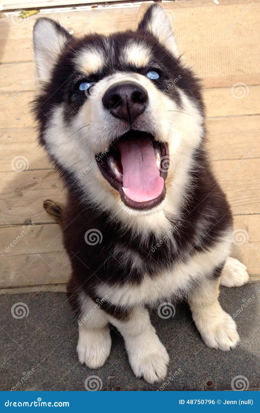 Young Husky pup stock photo. Image of cute, family, blue - 48750796