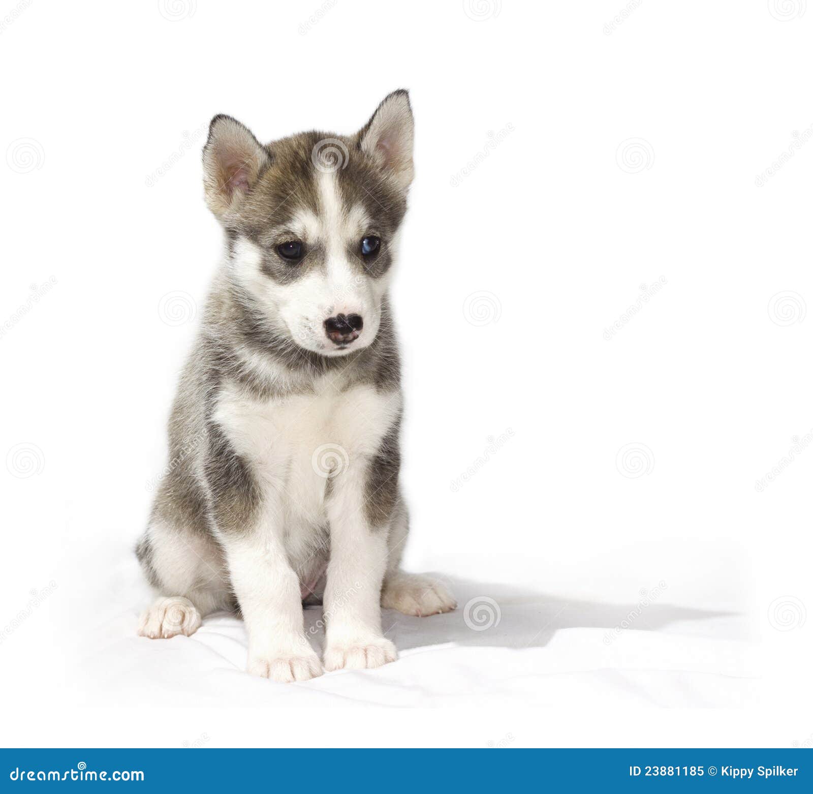 Young Husky Puppy stock image. Image of brown, husky - 23881185