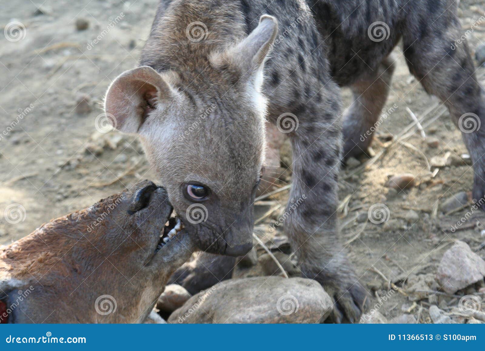 Young Hyena Pup, Evening Sunset Light. Hyena, Detail Portrait. Spotted ...