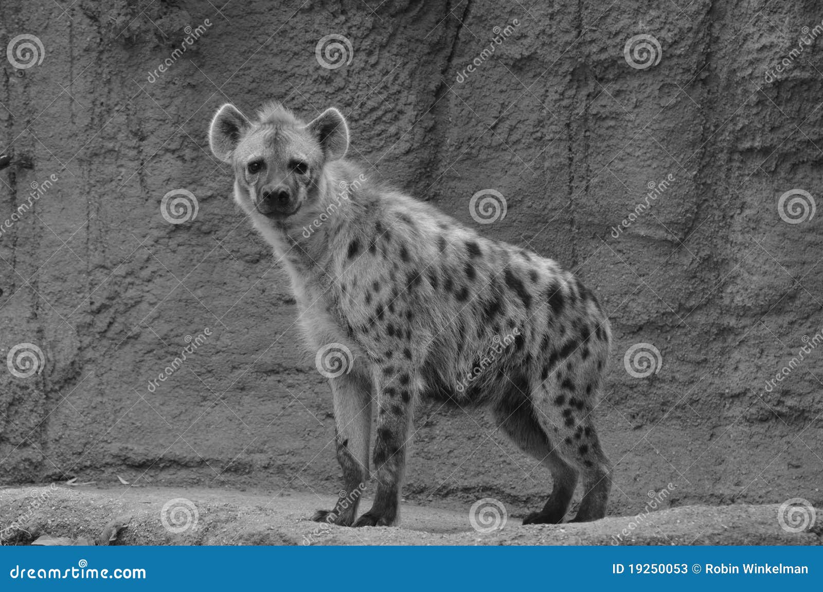 Young hyena stock image. Image of look, crouching, gaze - 19250053
