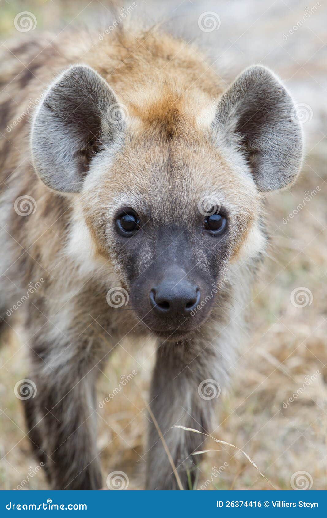 Young hyena stock photo. Image of animal, large, baby - 26374416