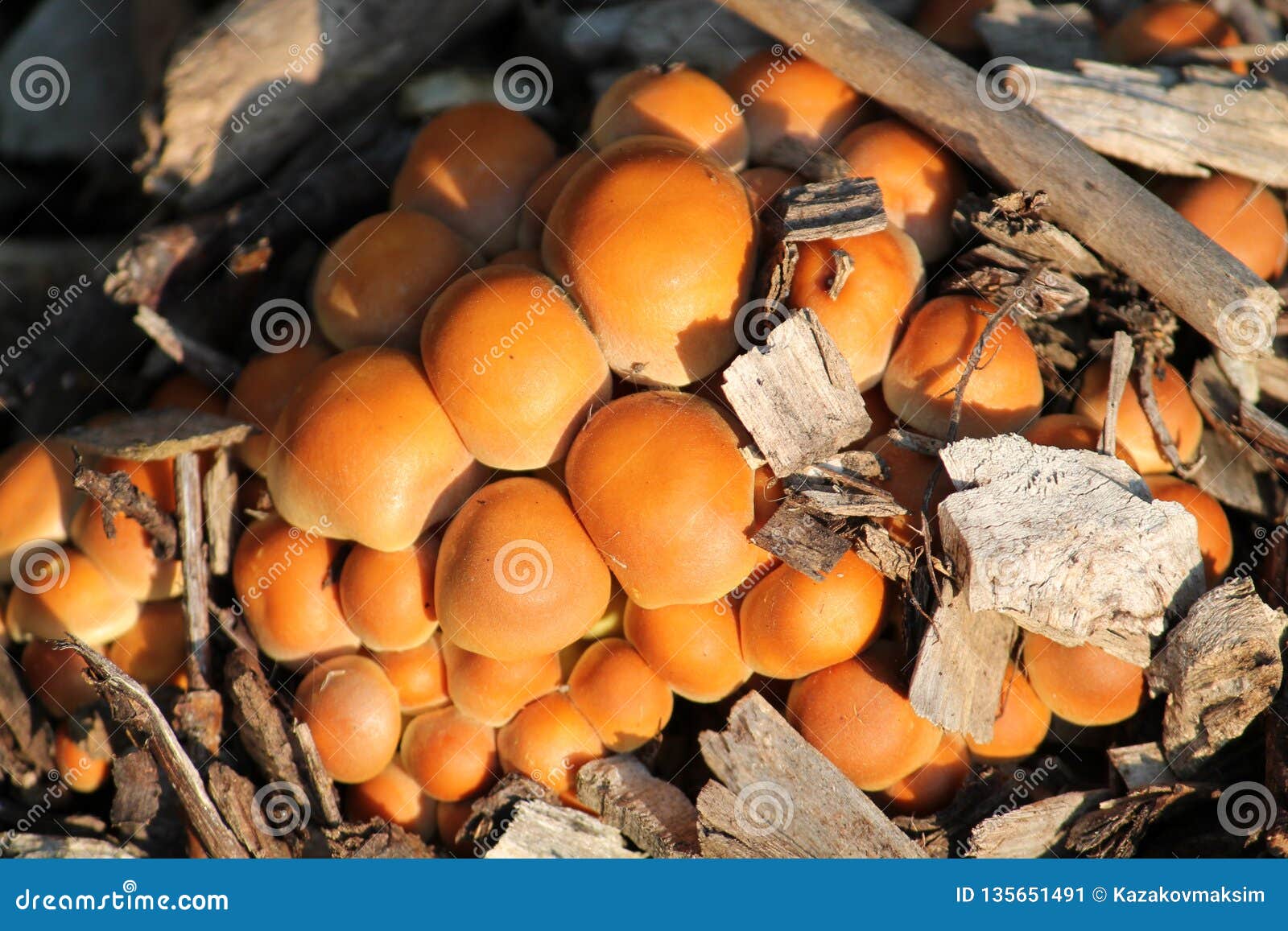 Young Hypholoma Lateritium or Brick Tuft Mushrooms Stock Image - Image ...