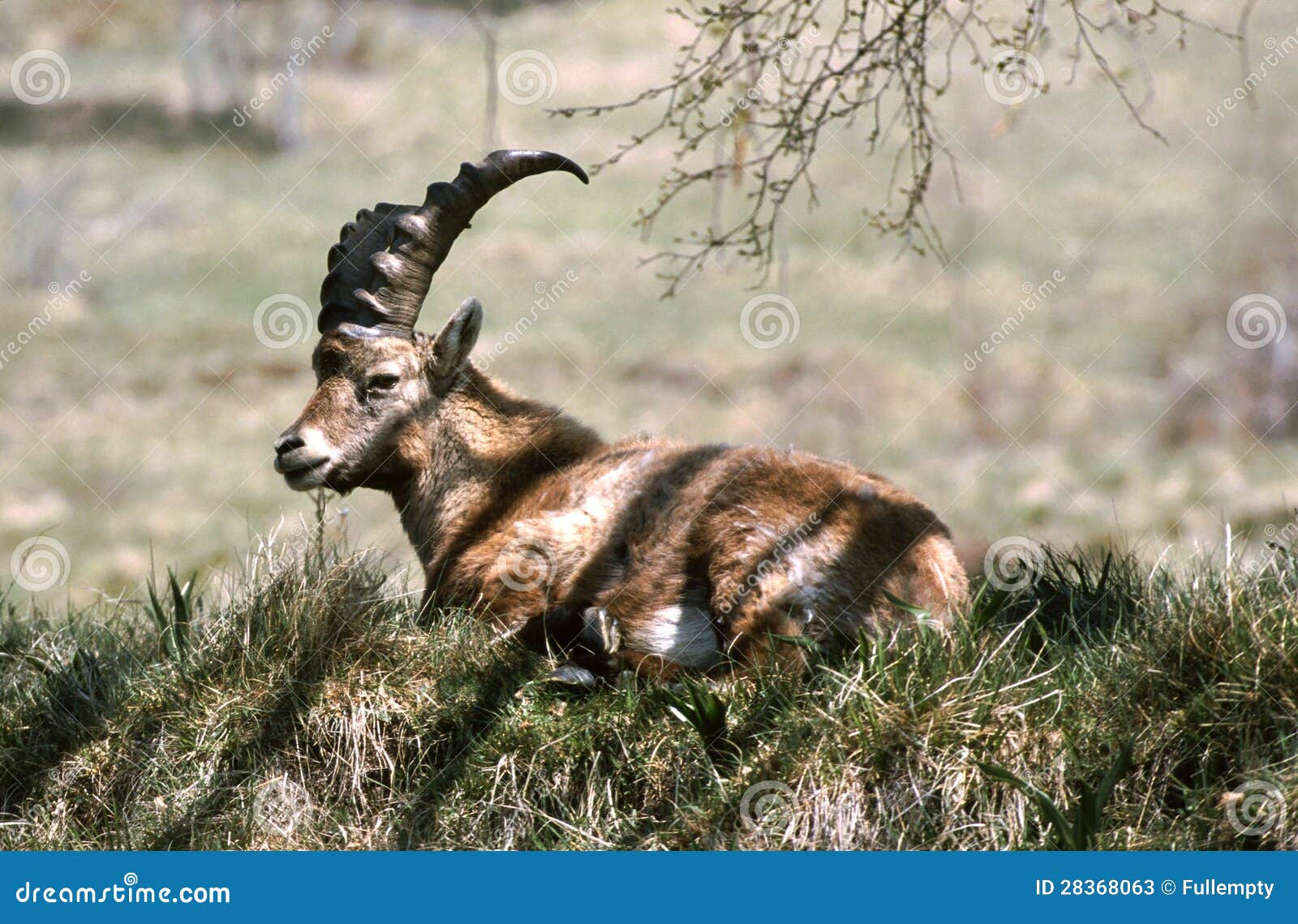 Young Ibex Lying in the Grass Stock Image - Image of mammal, grass ...