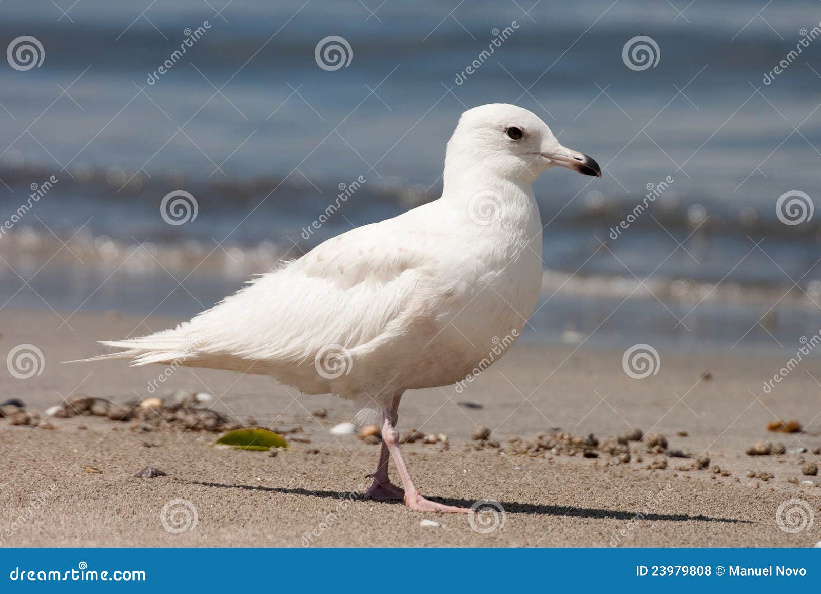 Young Iceland Gull (Larus Glaucoides) Stock Photo - Image of laridae ...