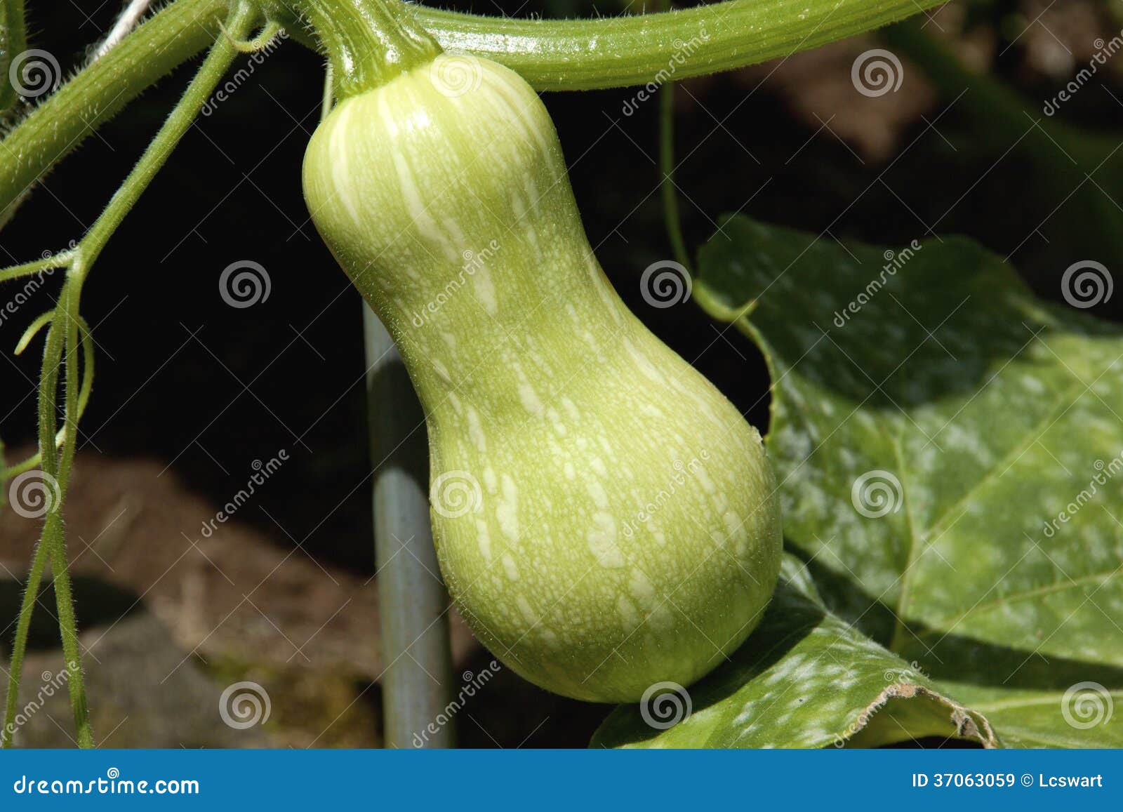 Young Immature Butternut Attached To Creeping Vine Stock Image - Image ...