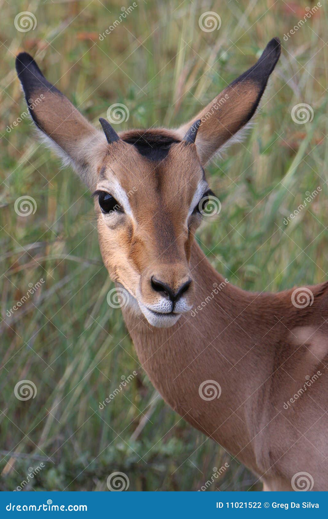 Young impala stock photo. Image of pose, immature, attentive - 11021522