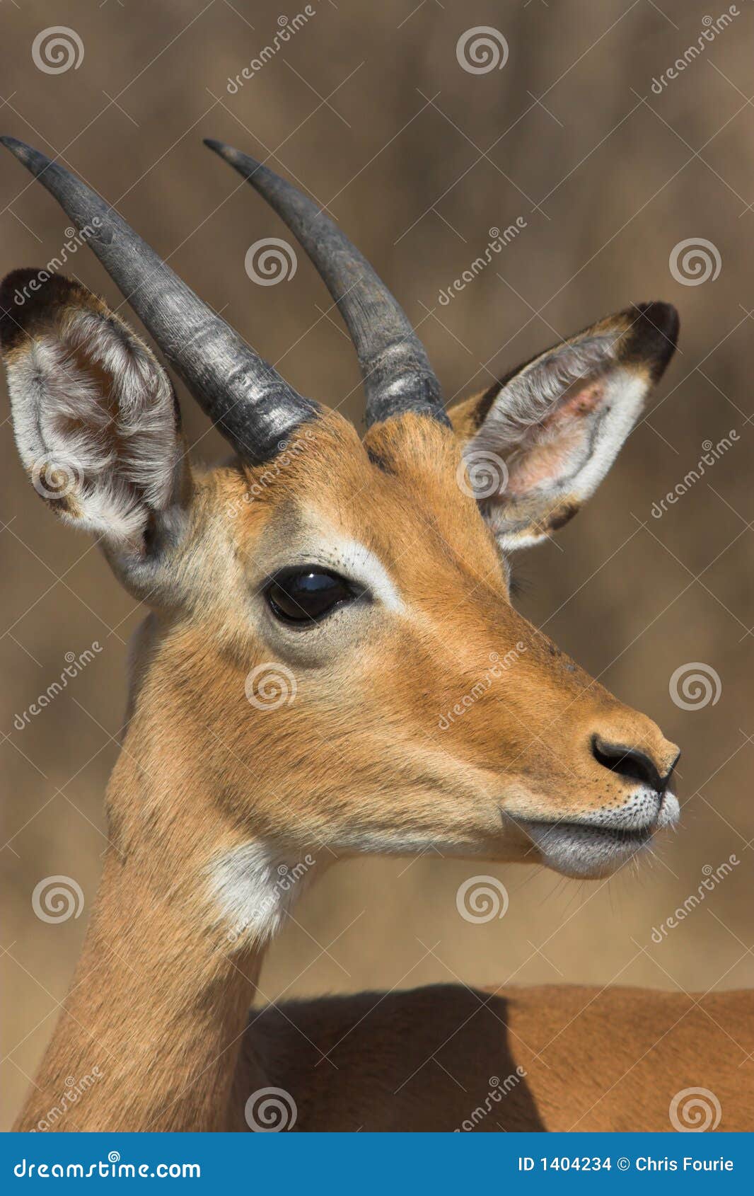 Young Impala stock photo. Image of national, buck, flaura - 1404234