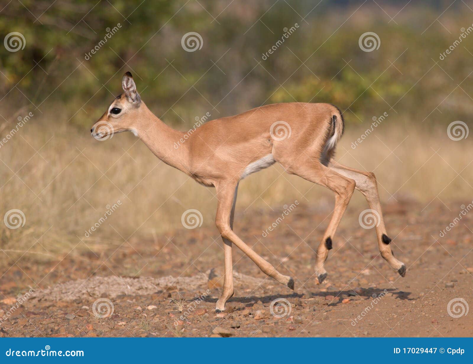 Young impala stock image. Image of antelope, animal, kruger - 17029447