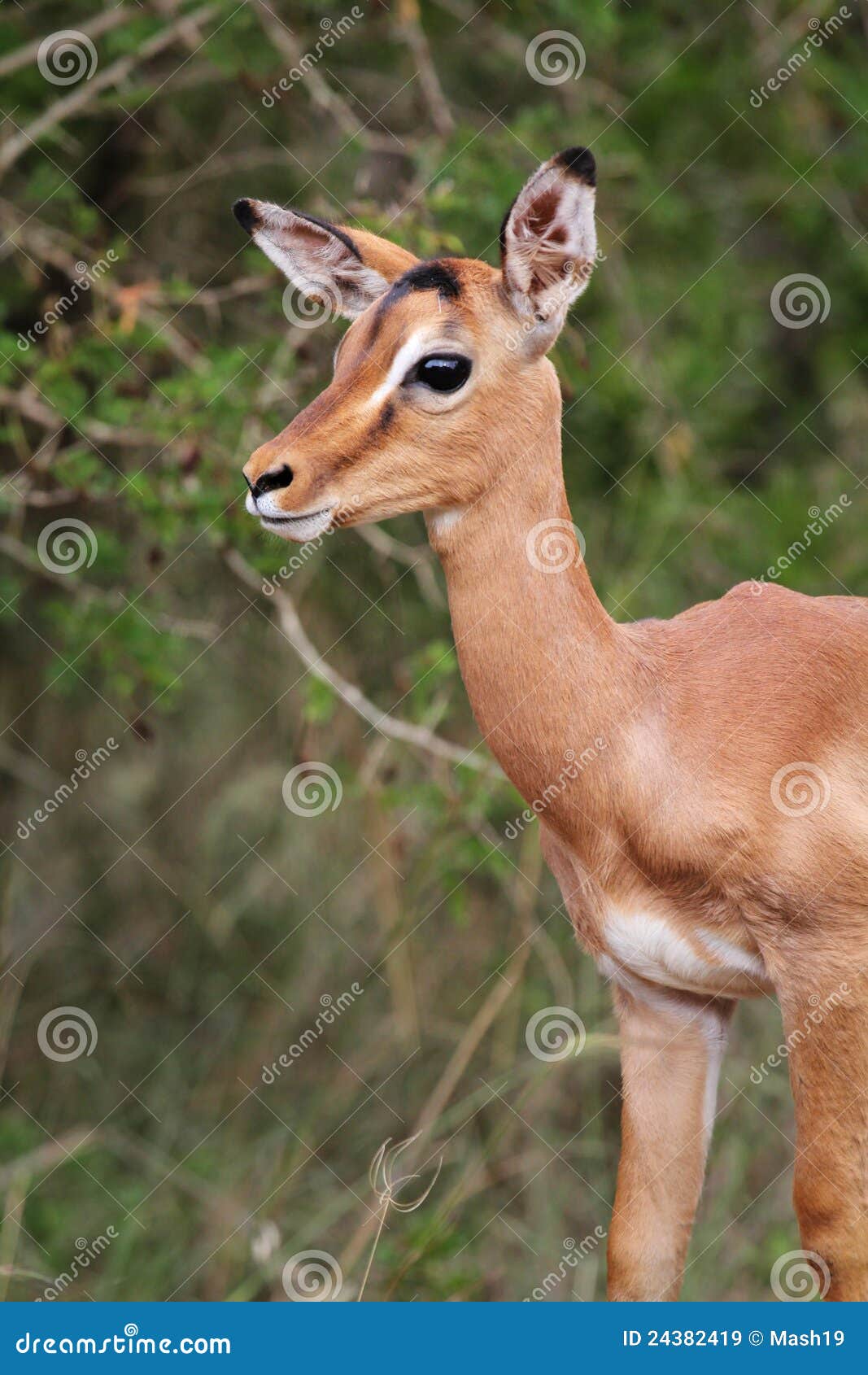 Young Impala stock image. Image of wild, nature, young - 24382419