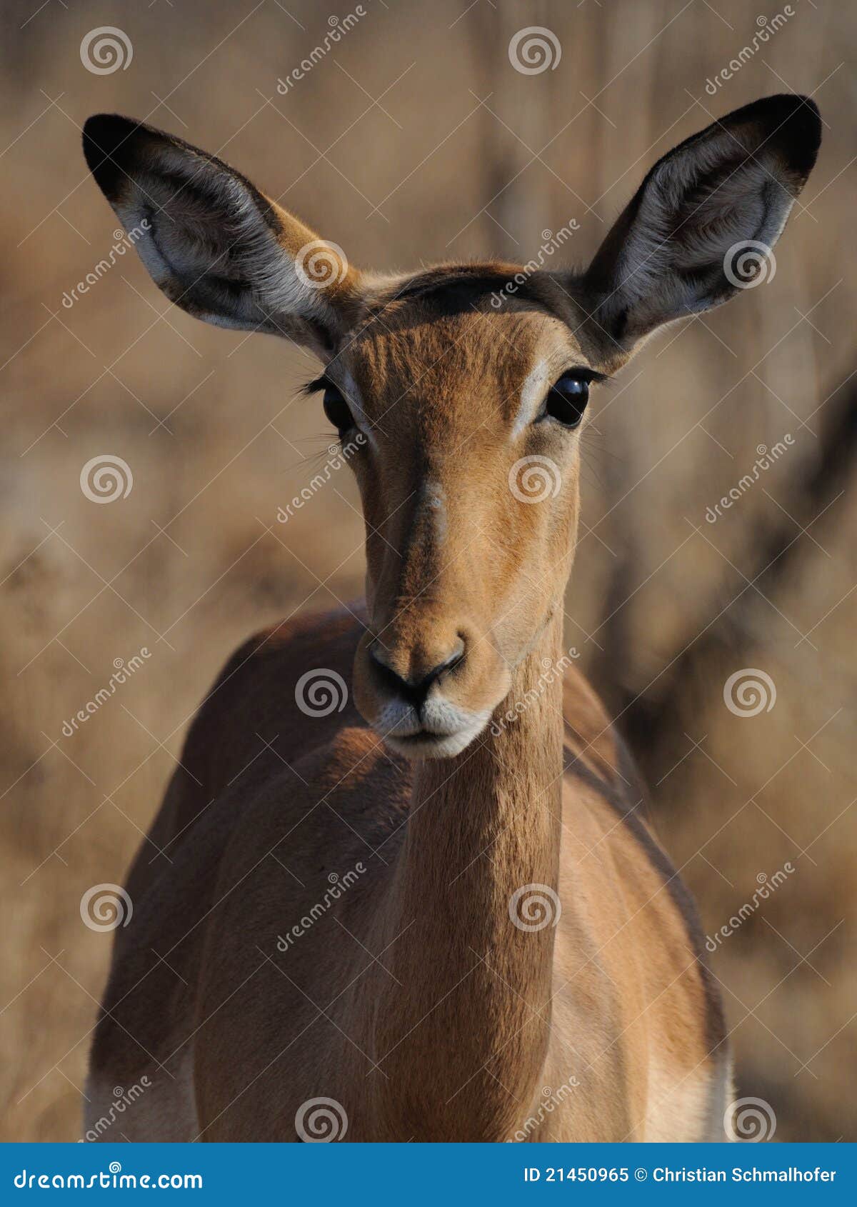 Young Impala (Aepyceros Melampus) Stock Image - Image of mammals ...