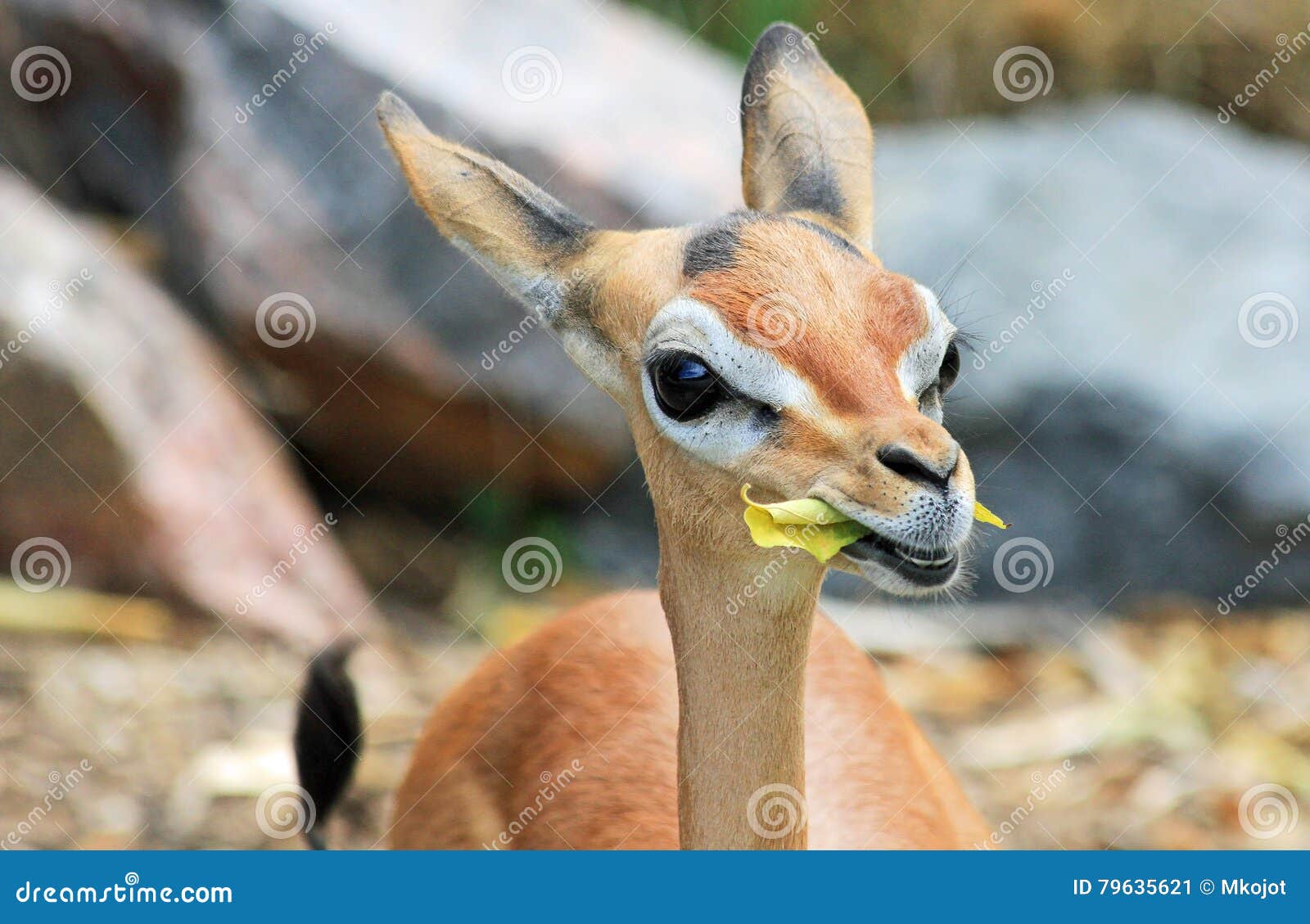 Young impala antelope stock image. Image of colors, beauty - 79635621