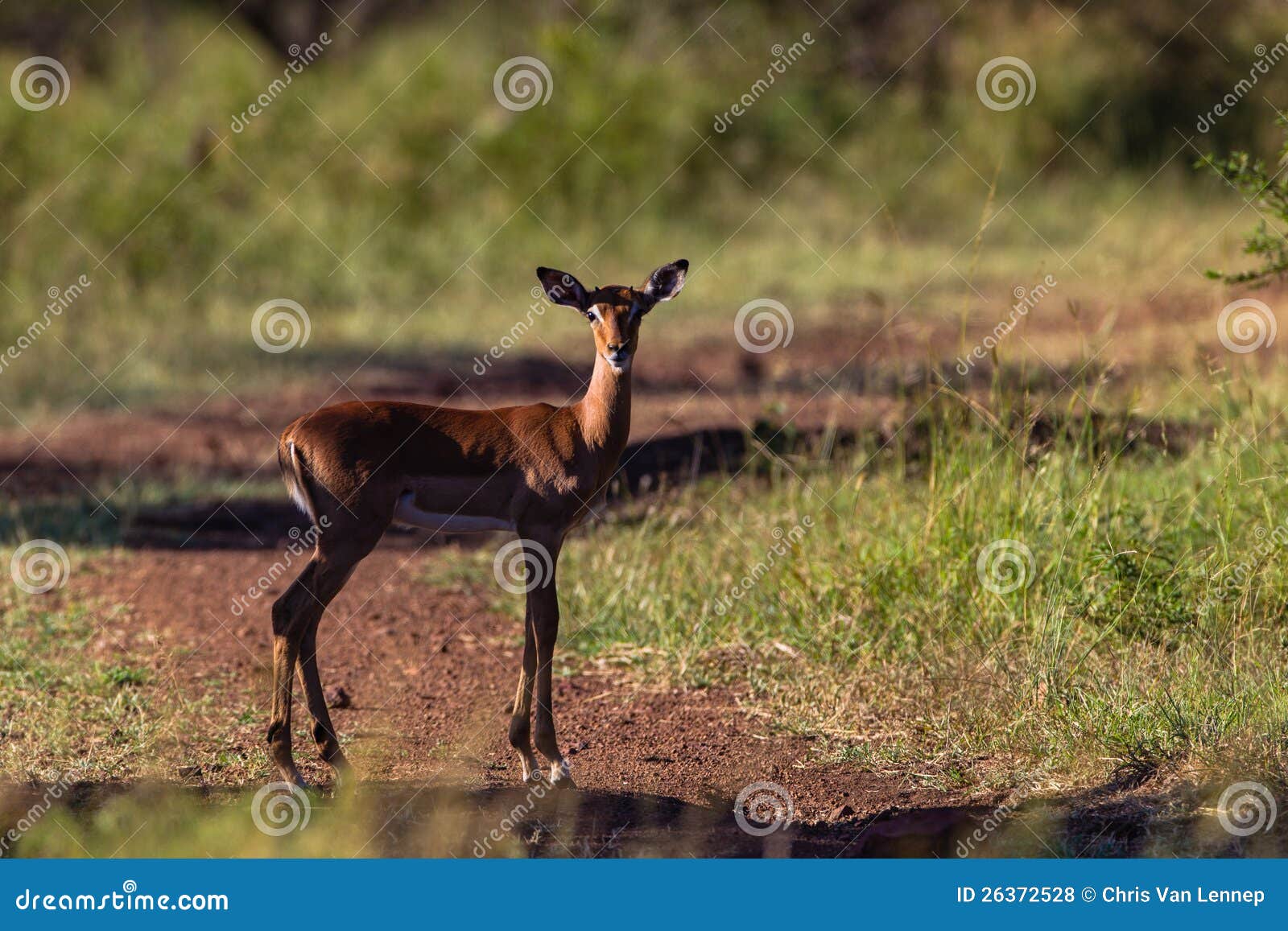 Young Impala Buck Alert stock photo. Image of predators - 26372528