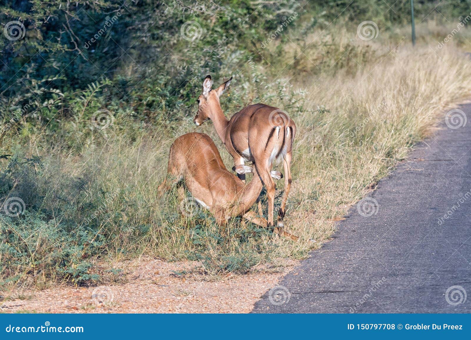 Young Impala Suckling on an Ewe Stock Photo - Image of grazer, calf ...