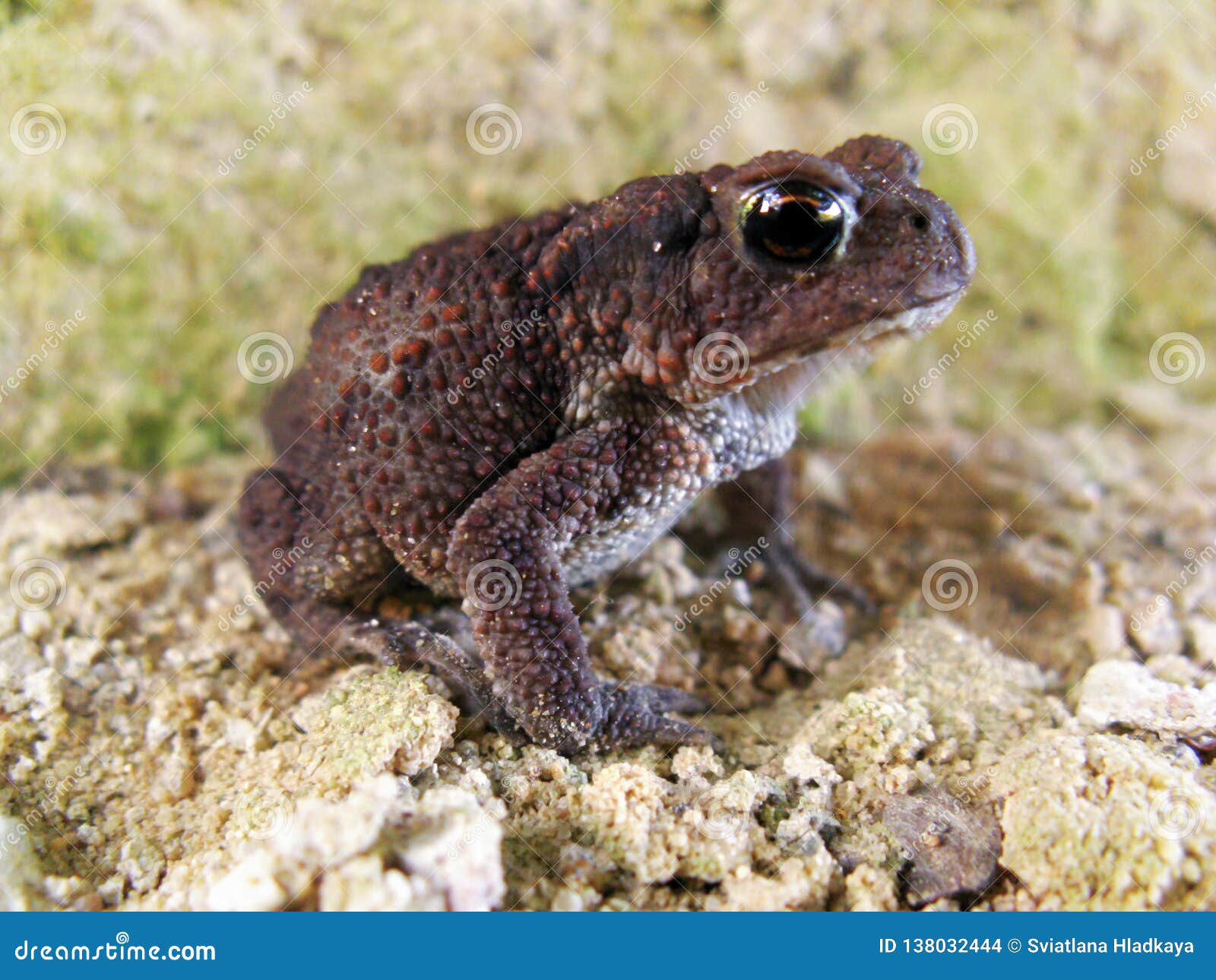 A Young Important Puffy Toad with Bulging Eyes Sits on the Sand Stock ...